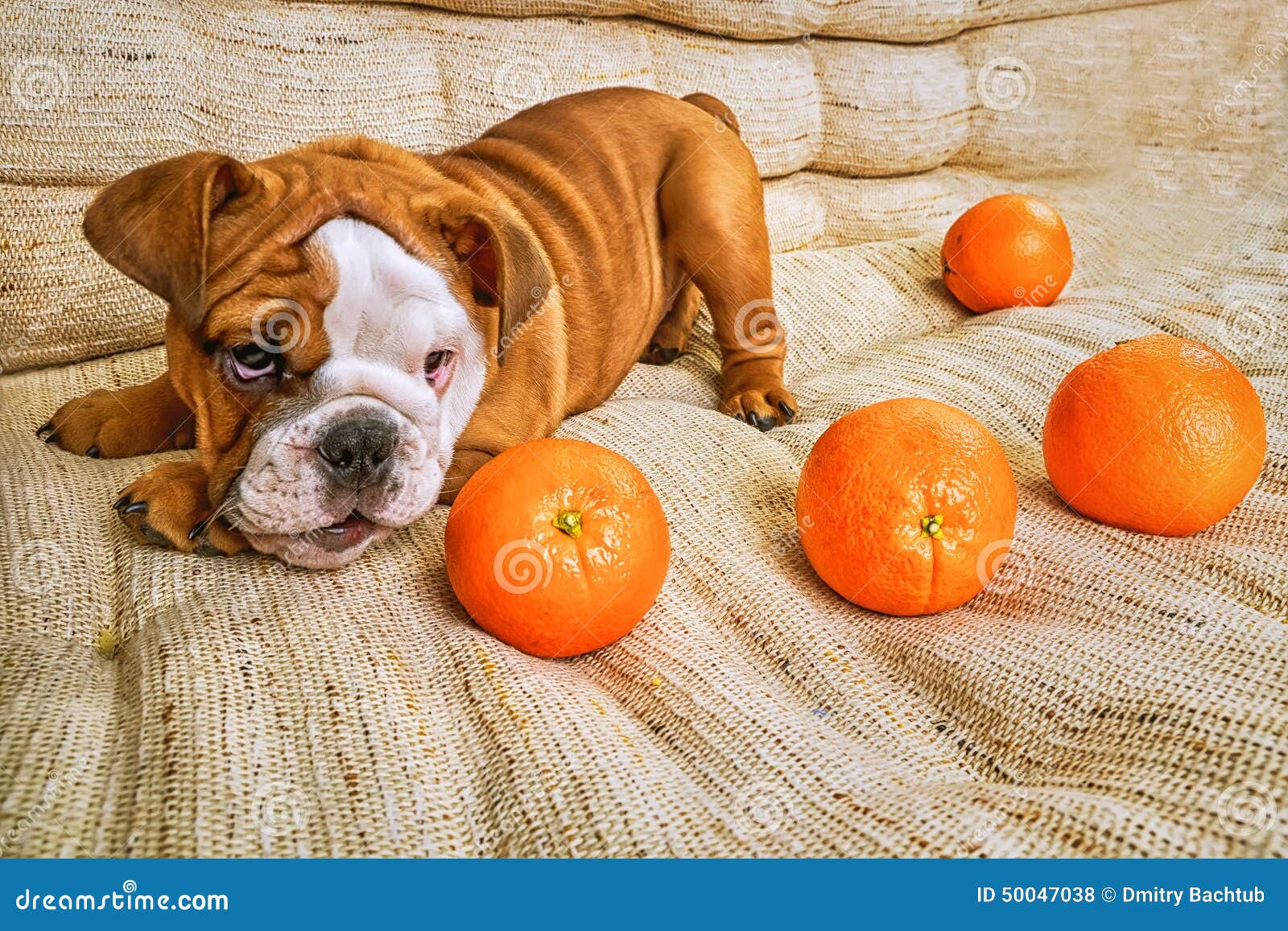 Bulldog puppy playing stock photo. Image of brown, friendship - 50047038