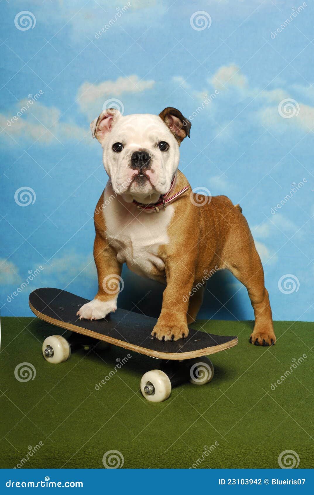 Bulldog Puppy on a Skate Board Stock Photo - Image of stand, indoor ...