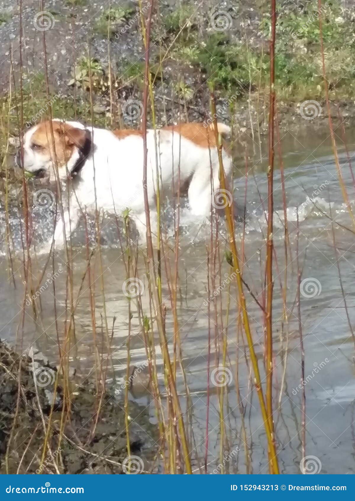 Bulldog run into water stock image. Image of water, bulldog - 152943213