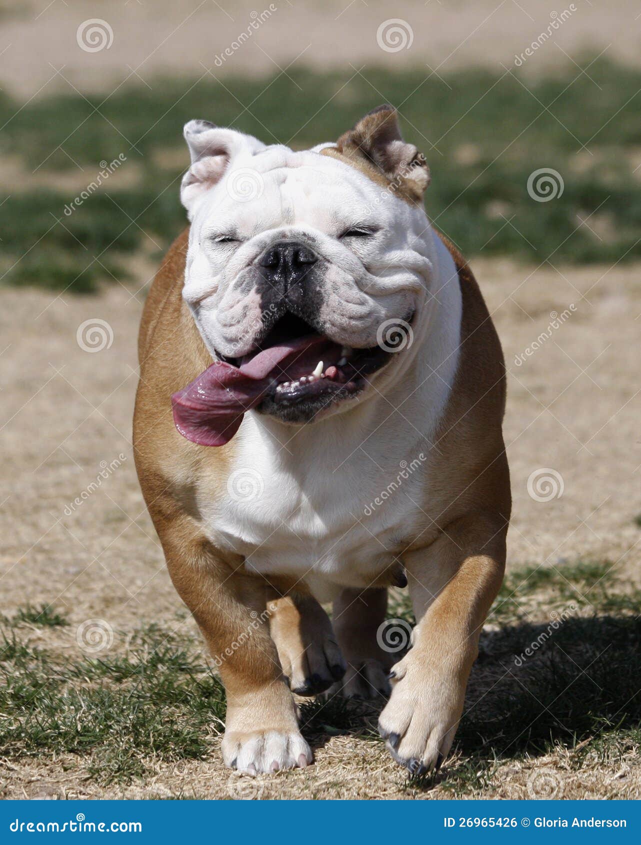 Bulldog Running in the Grass Stock Photo - Image of bulldog, grass ...
