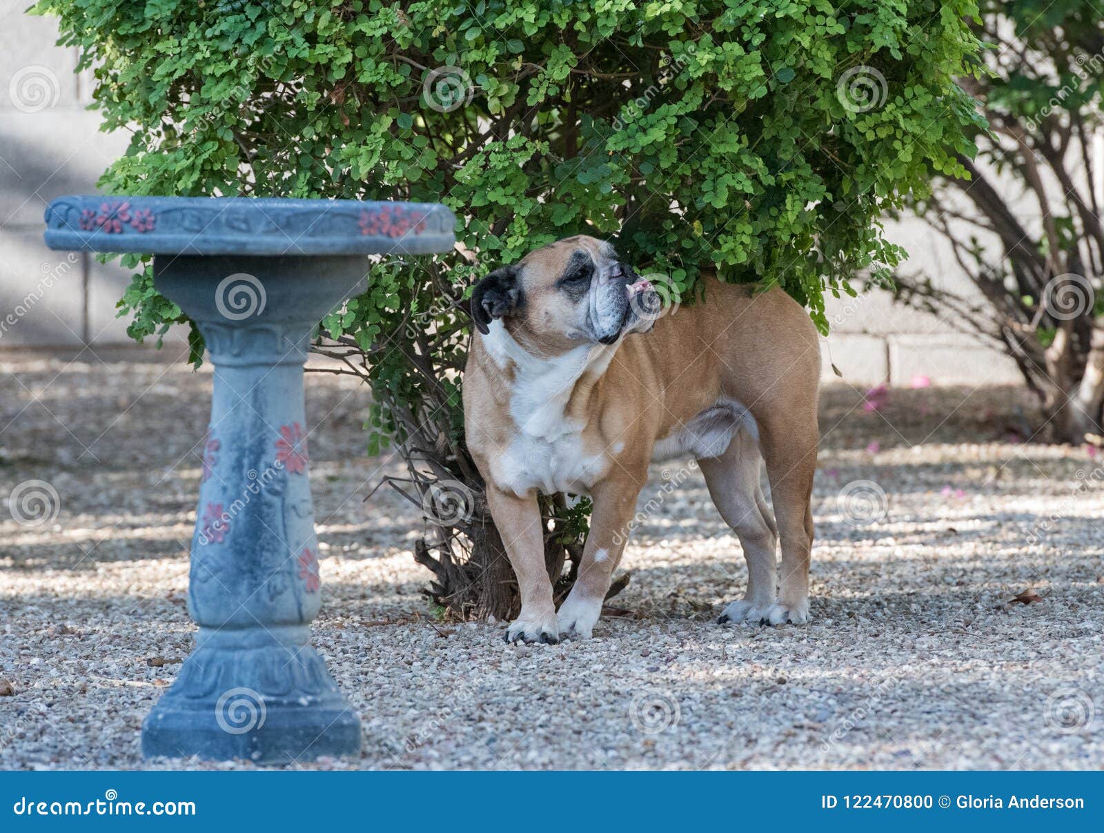 Bulldog Scratching His Back on a Low Bush Stock Photo - Image of ...