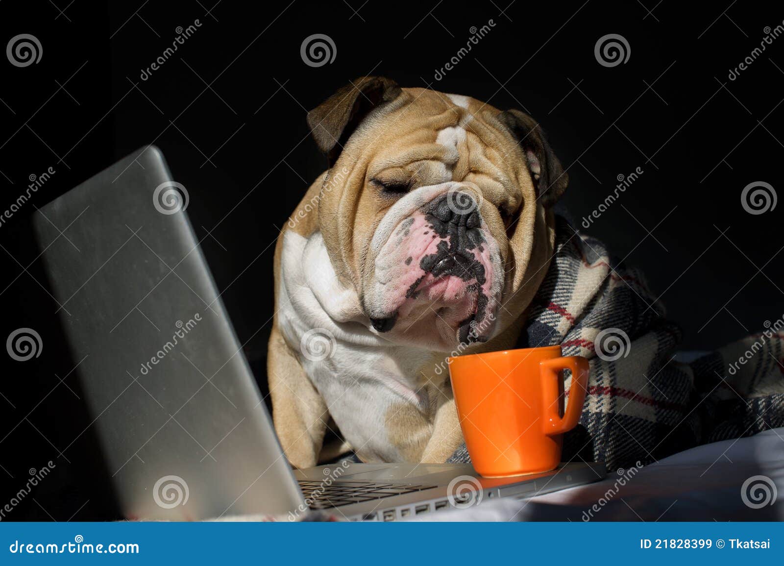 Bulldog Sitting in Front of Computer in a Plaid Stock Image - Image of ...