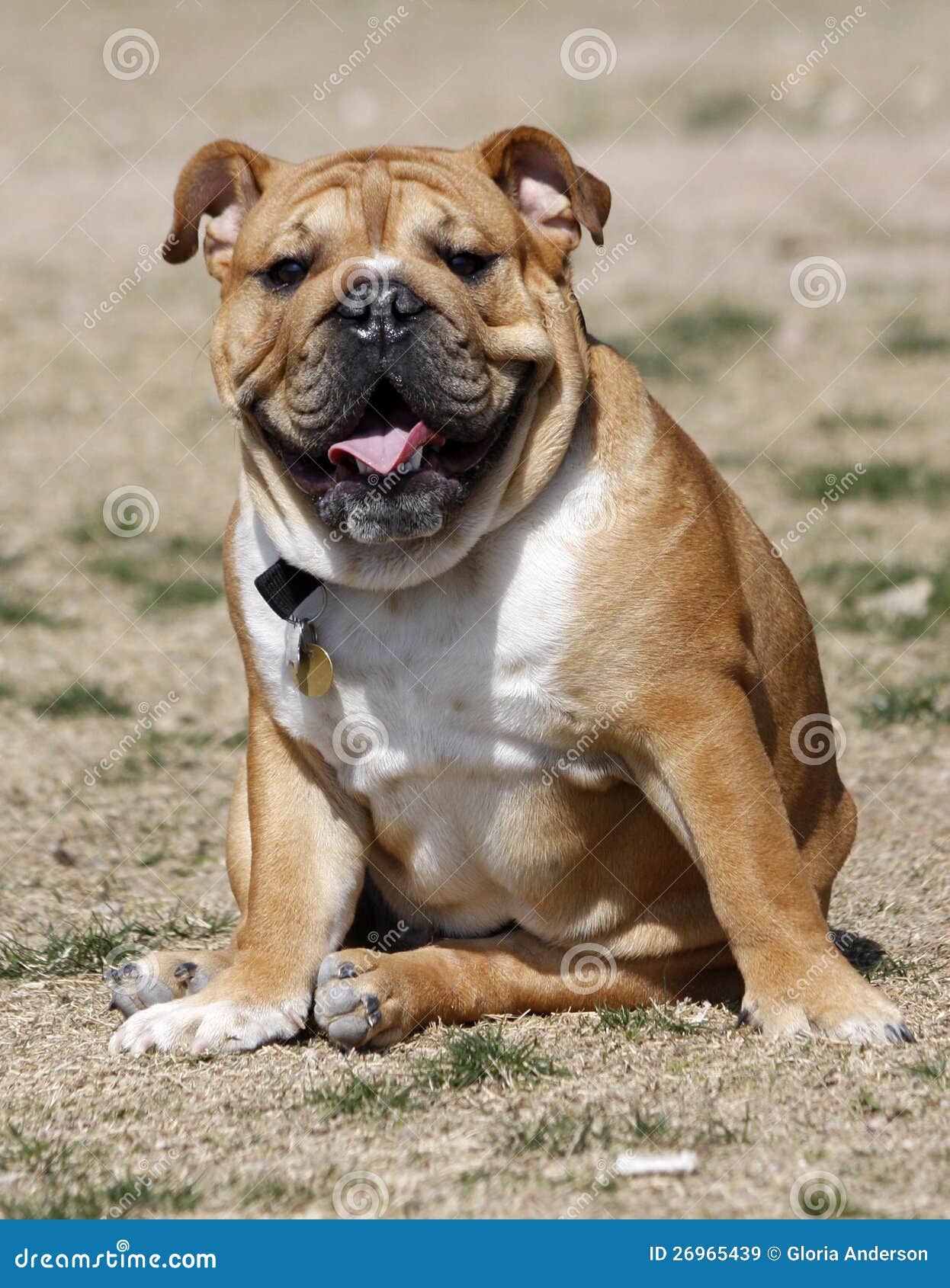 Bulldog Sitting in the Grass Stock Image - Image of bull, family: 26965439
