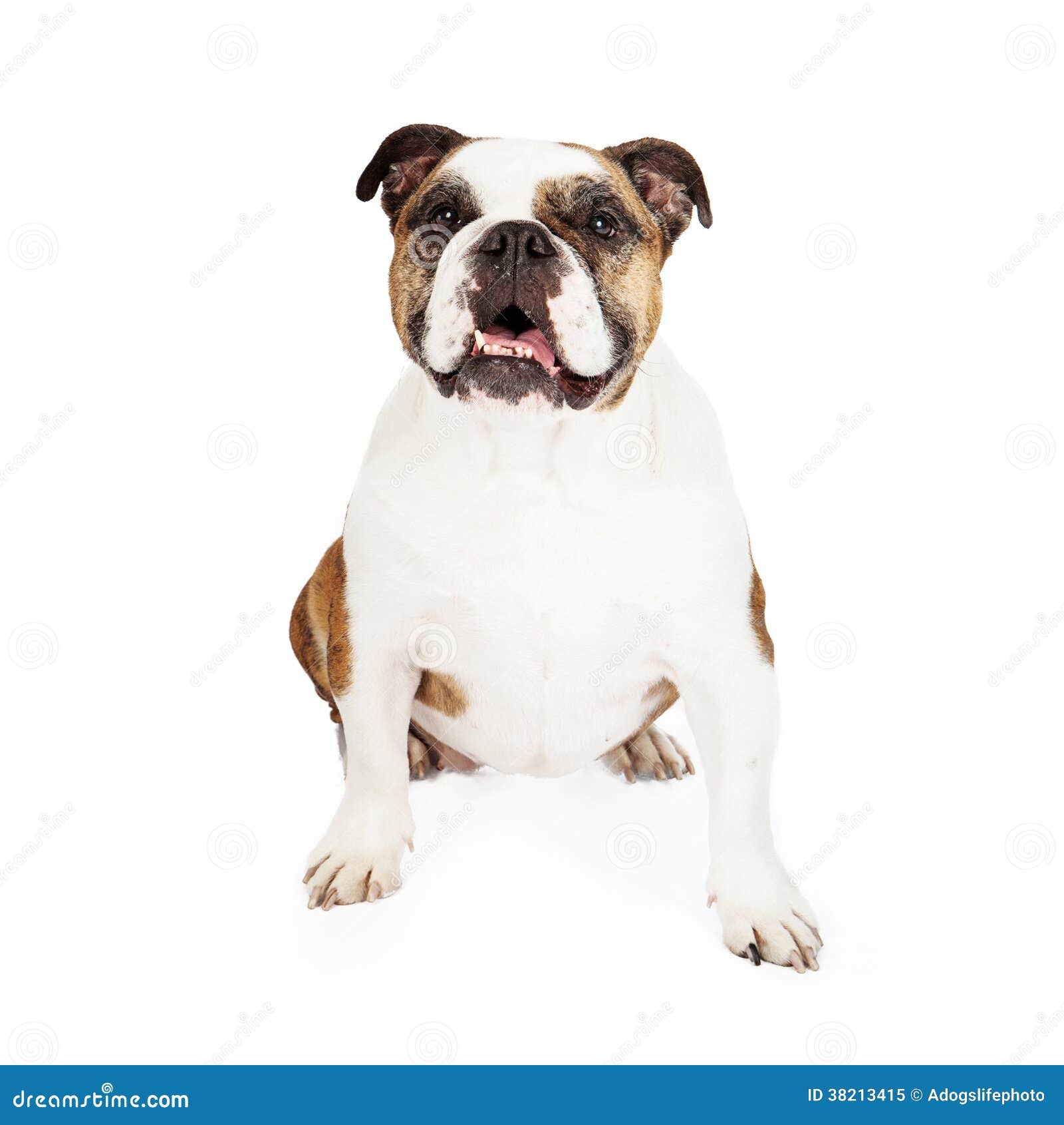 Bulldog Sitting Pretty stock image. Image of white, bull - 38213415