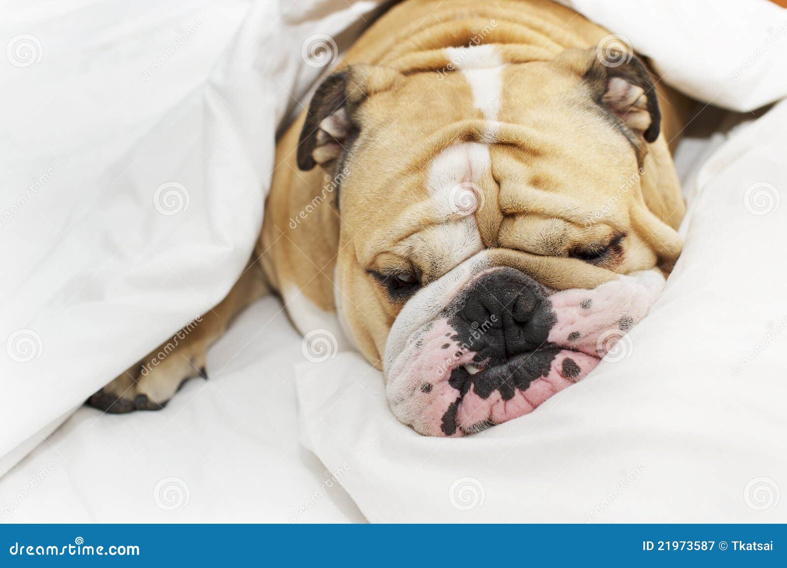 Bulldog sleeping on a bed stock image. Image of cute - 21973587