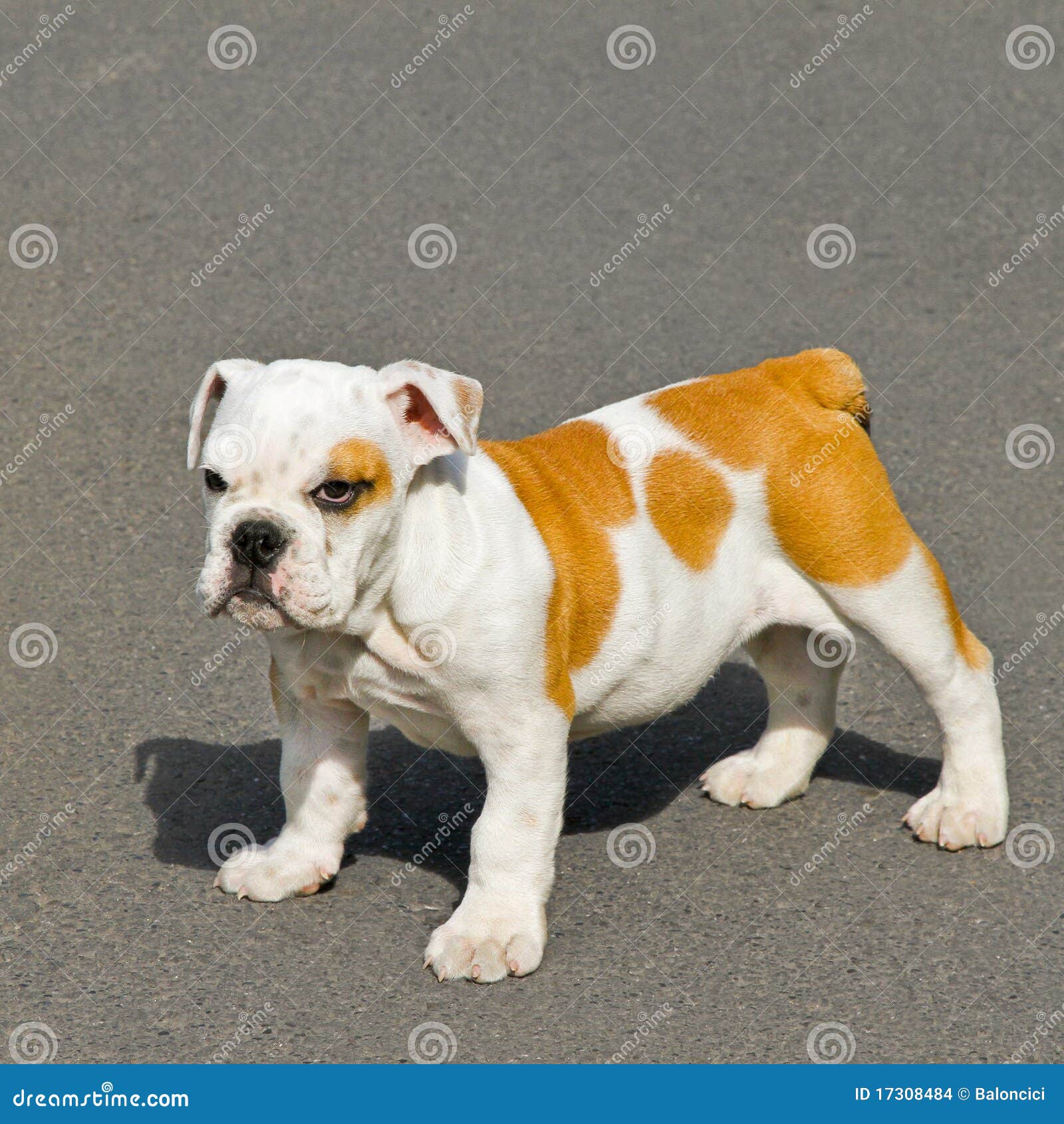 Bulldog standing stock photo. Image of nose, pose, breed - 17308484