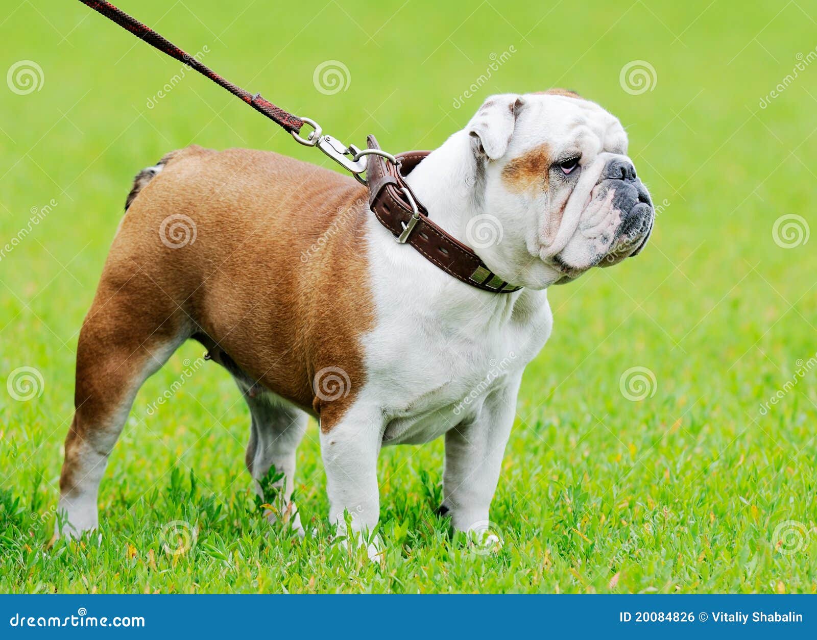 Bulldog standing stock photo. Image of horizontal, coat - 20084826