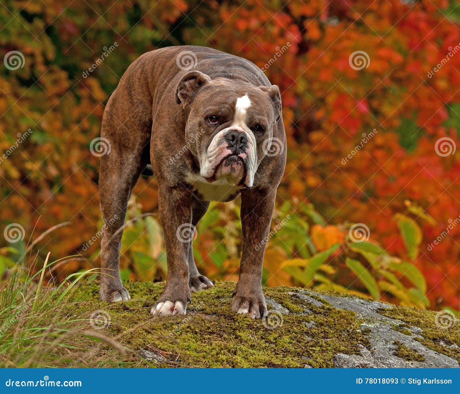 Bulldog Standing in Autumn Colored Vegetation Stock Image - Image of ...