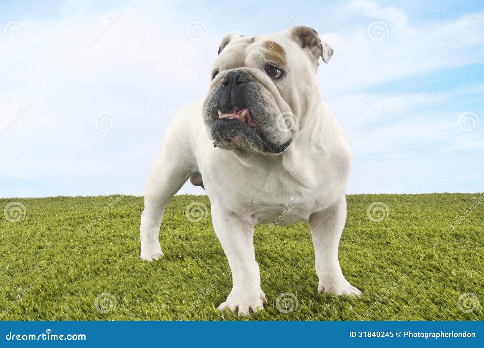 Bulldog Standing on Grass Against Sky Stock Image - Image of wrinkled ...