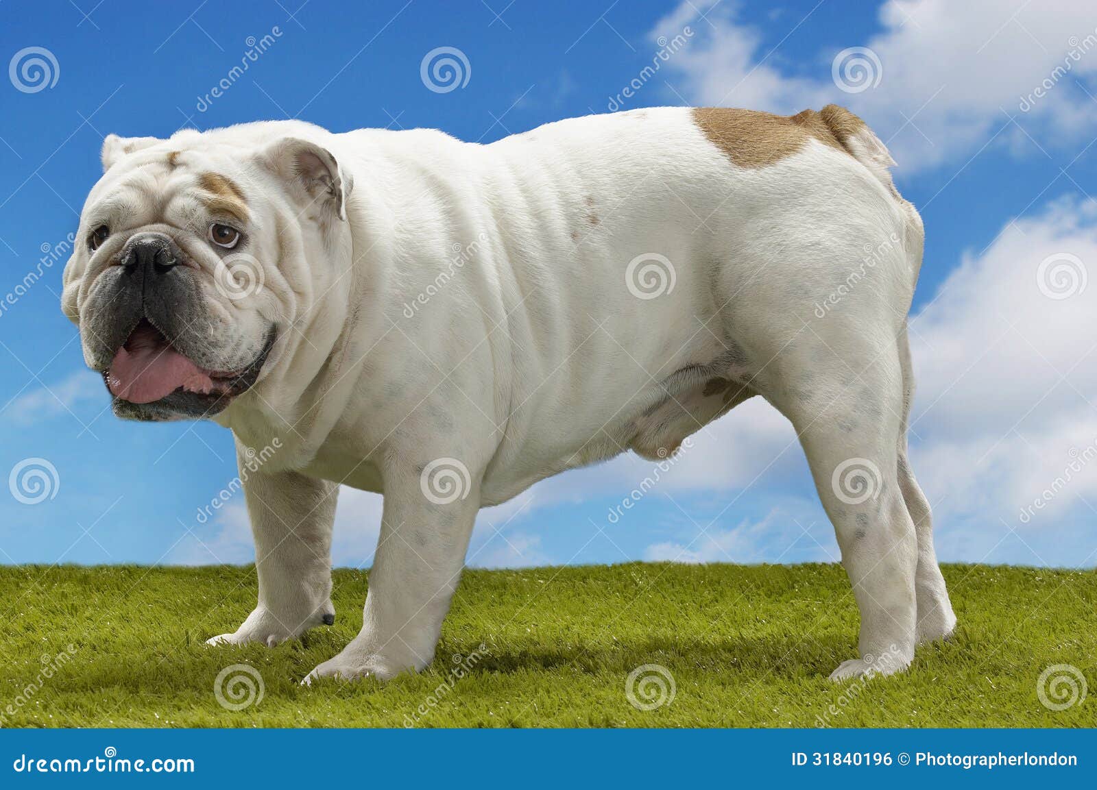 Bulldog Standing on Grass Against Sky Stock Photo - Image of adorable ...