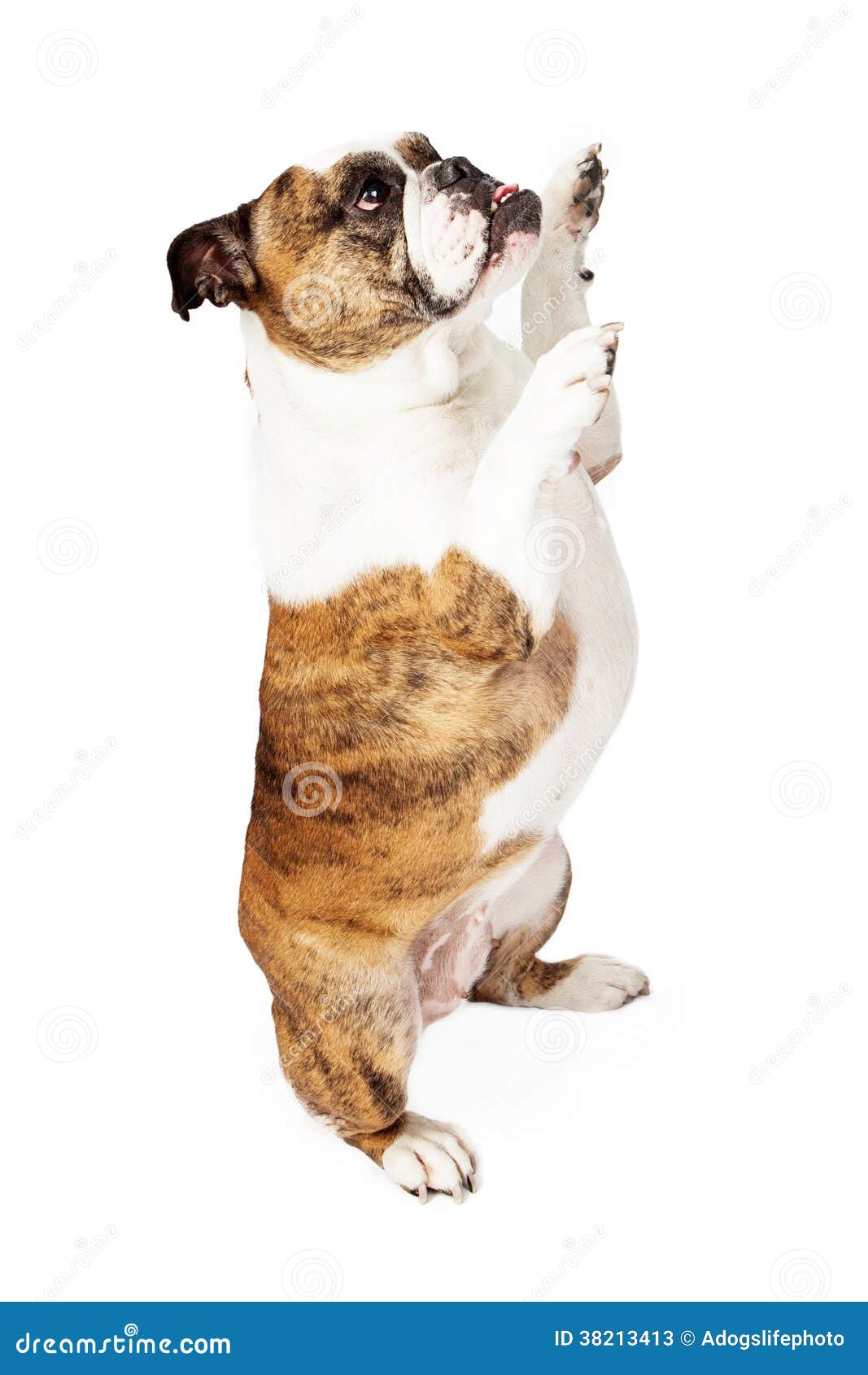 Bulldog Standing To Side with Paws Up Stock Image - Image of isolated ...