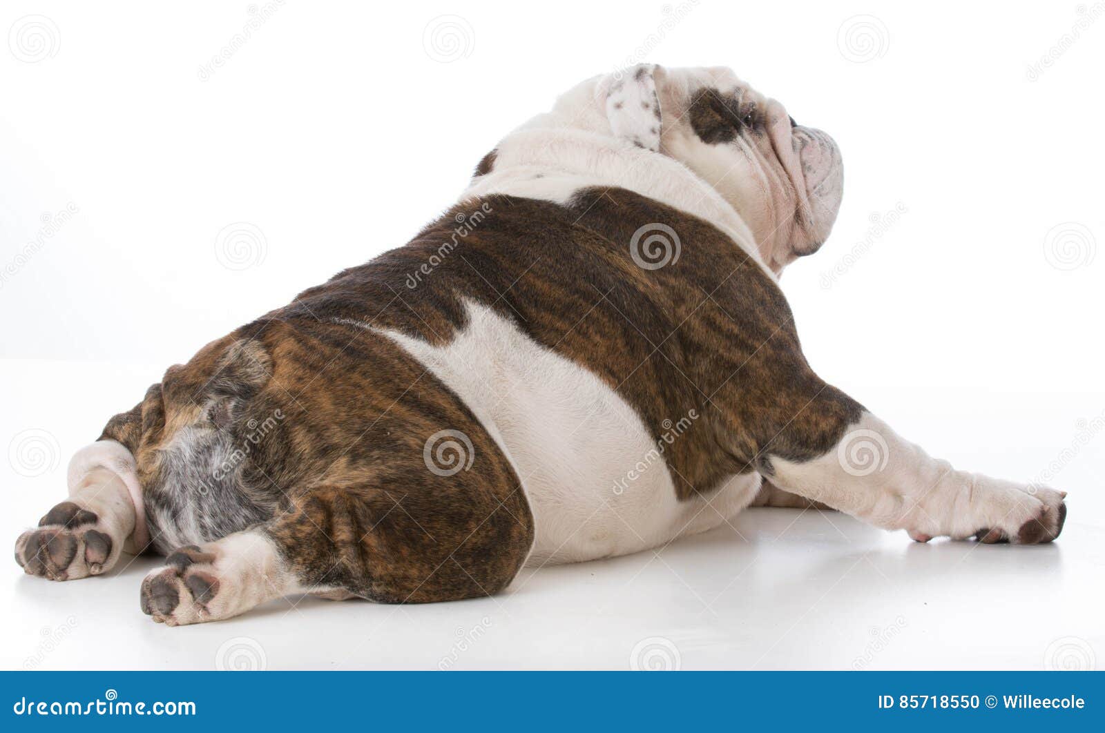 Bulldog stretched out stock photo. Image of isolated - 85718550
