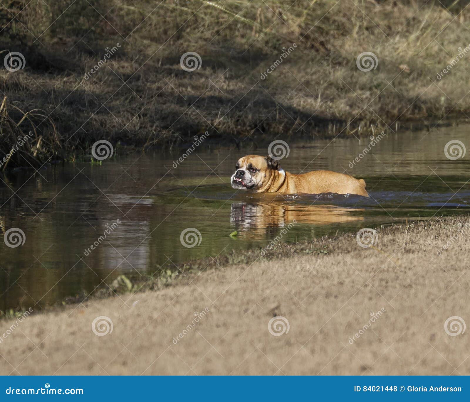 Bulldog Swimming at the Park Stock Photo - Image of playing, running ...