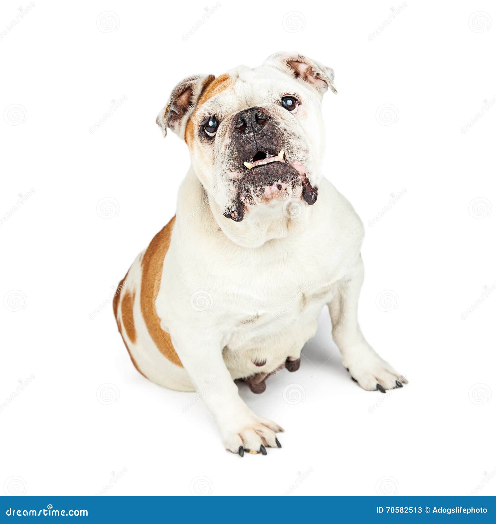 Bulldog with Under Bite Looking Forward Stock Image - Image of square ...