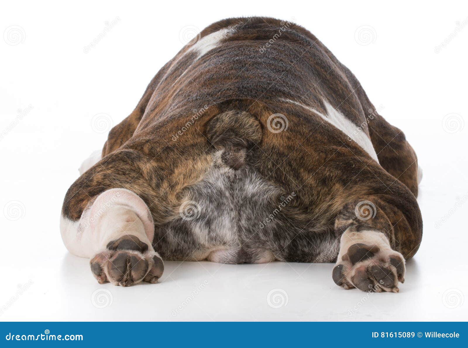 Bulldog Viewed from the Backside Stock Image - Image of purebred, feet ...