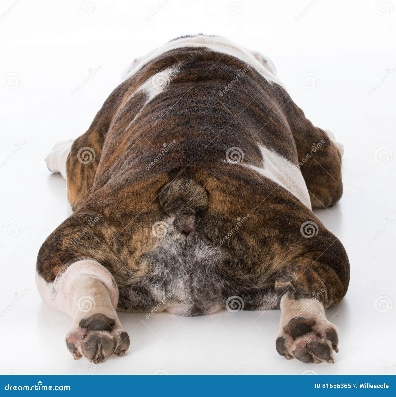 Bulldog Viewed from the Backside Stock Image - Image of isolated ...