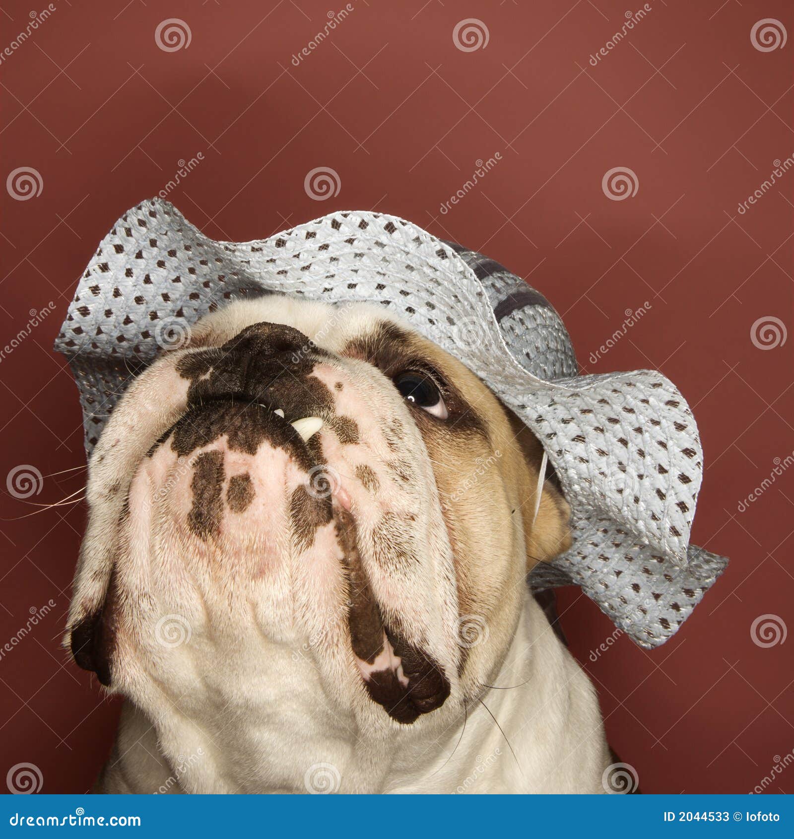 Bulldog wearing a bonnet. stock image. Image of color - 2044533