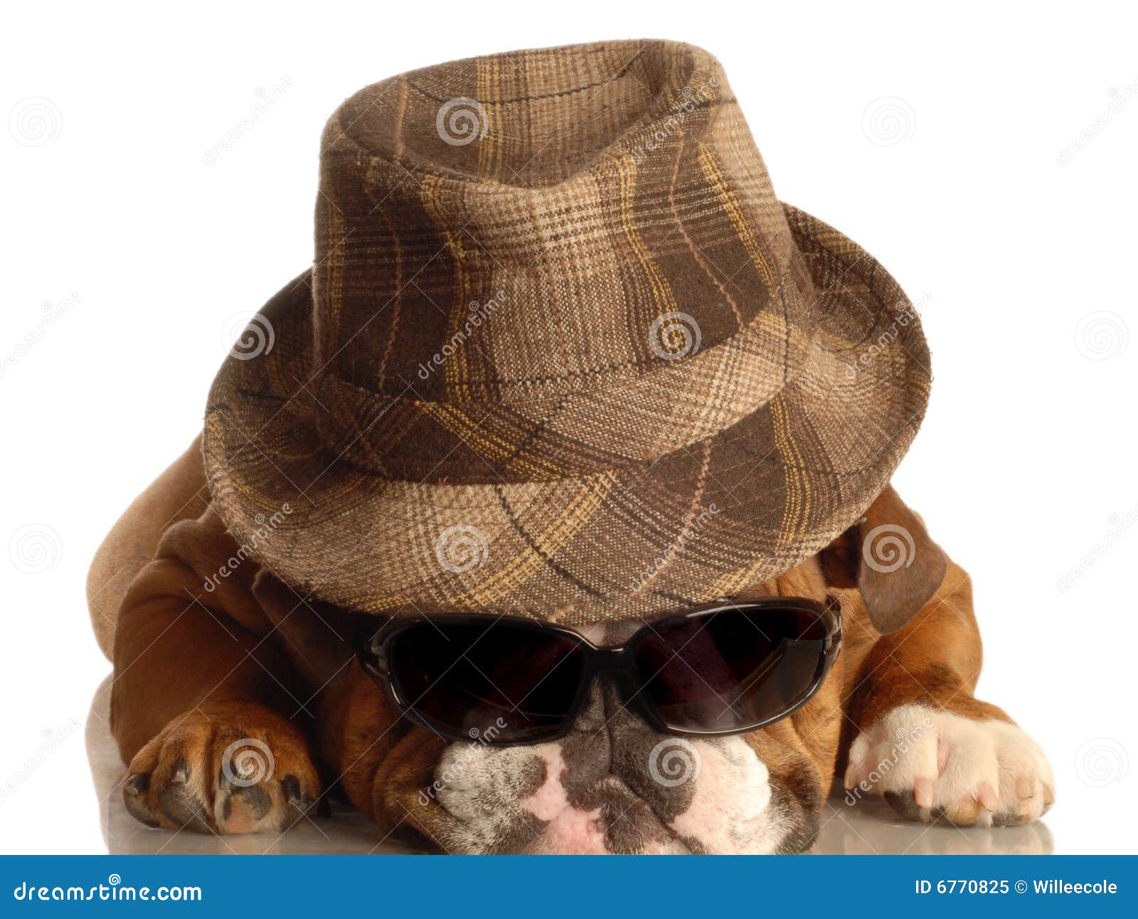 Bulldog Wearing Hat and Glasses Stock Image - Image of bloodlines ...