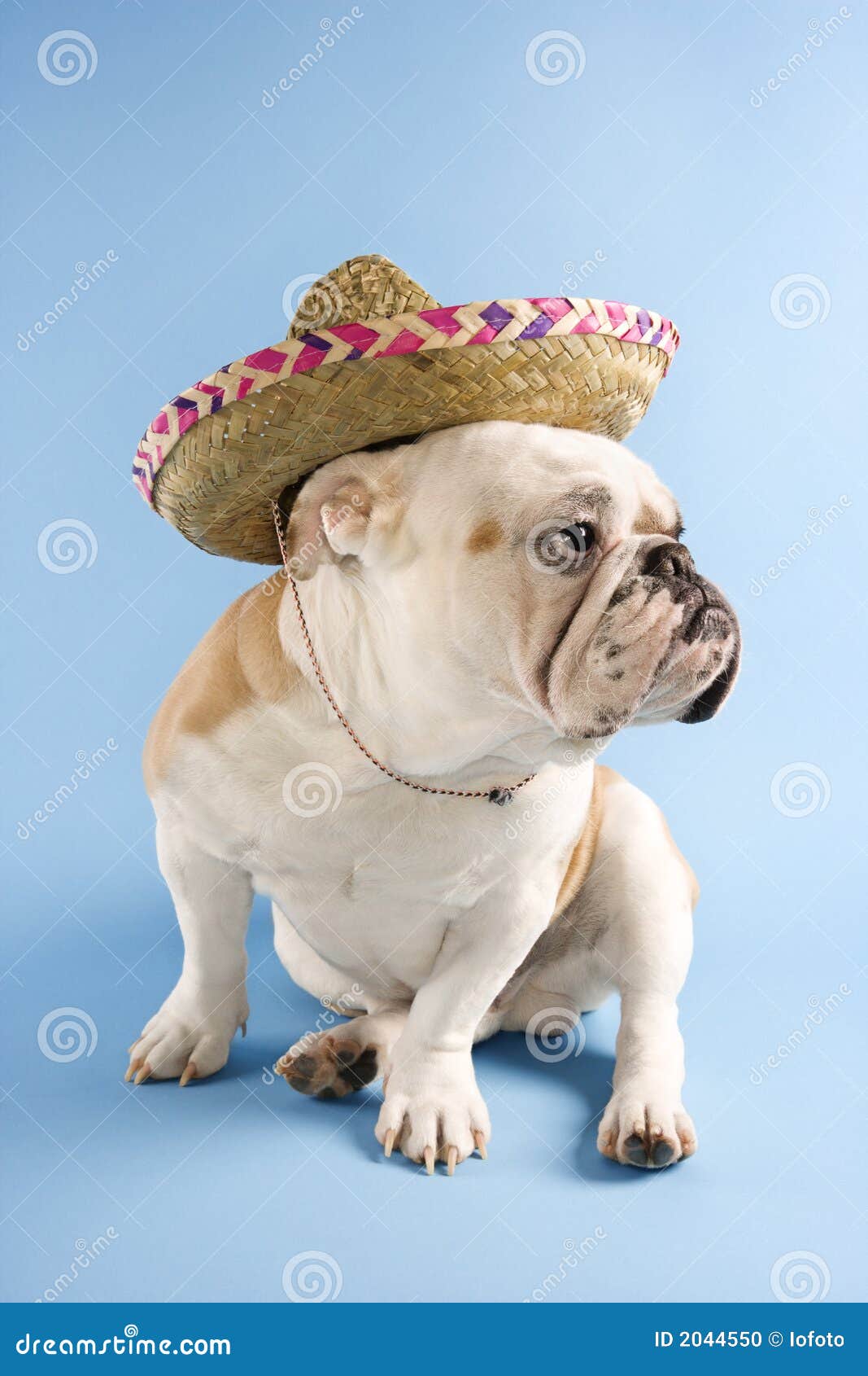 Bulldog Wearing Hat And Glasses Royalty-Free Stock Photography ...