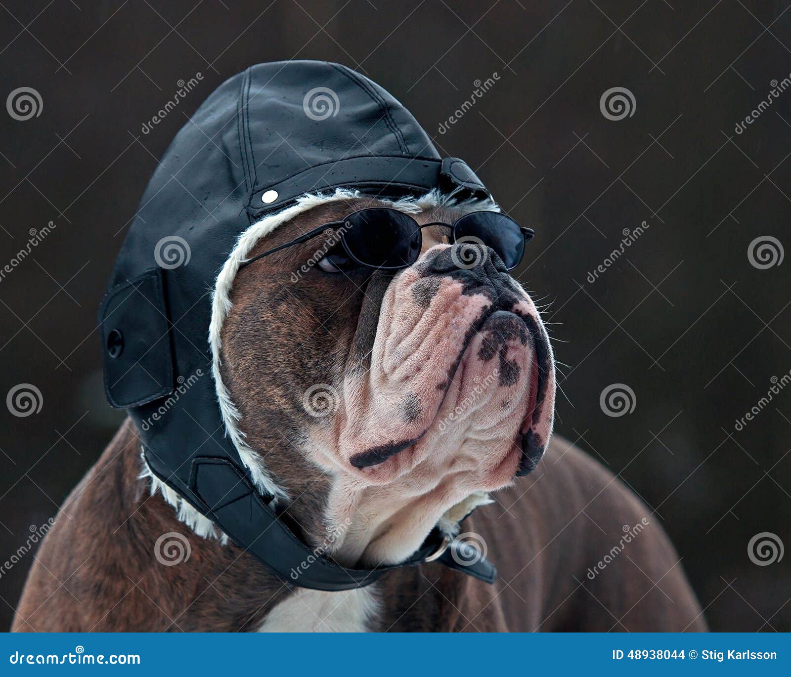 Bulldogg as a pilot stock photo. Image of force, captain - 48938044