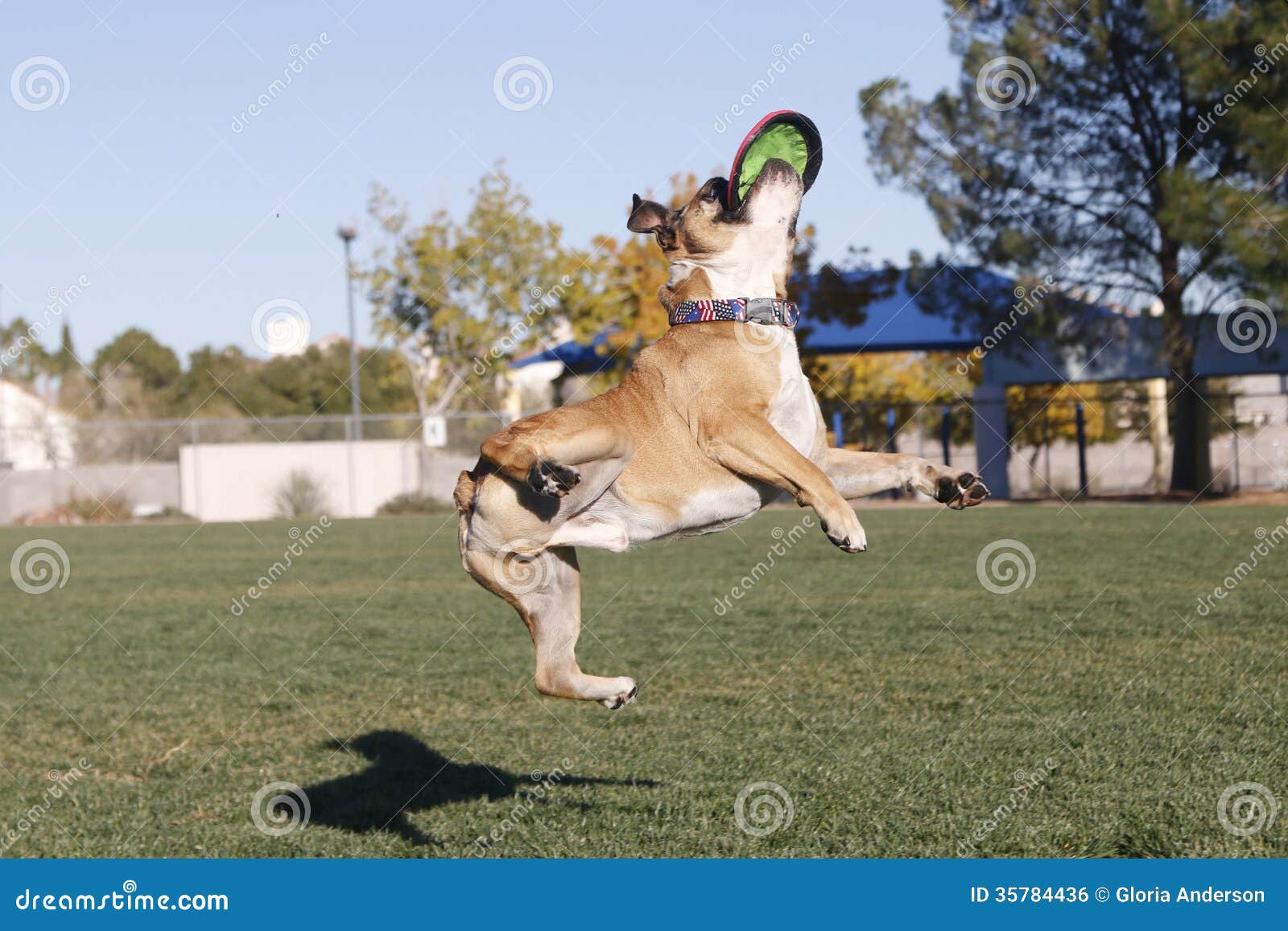Bulldogge in Verdrehtem Mitten in Der Luft Mit Scheibe Stockfoto - Bild ...