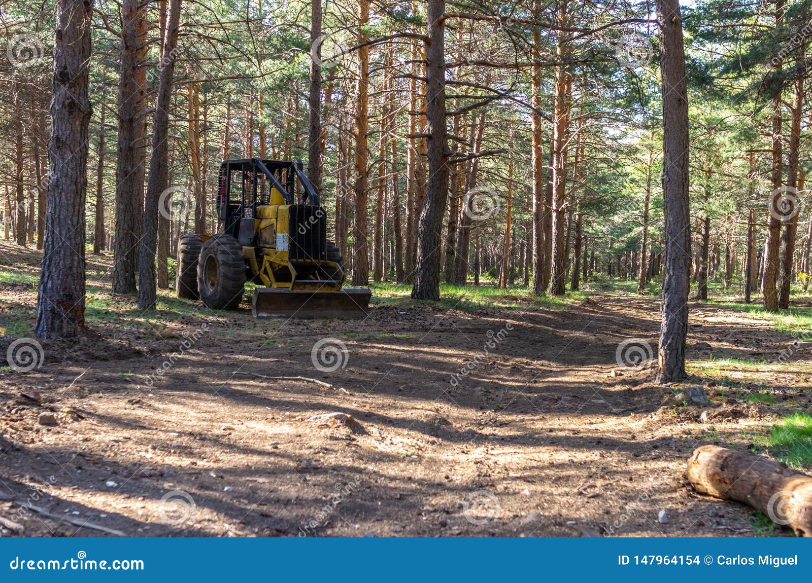 Bulldozer among the Trees of the Forest after Doing Forestry Work Stock ...
