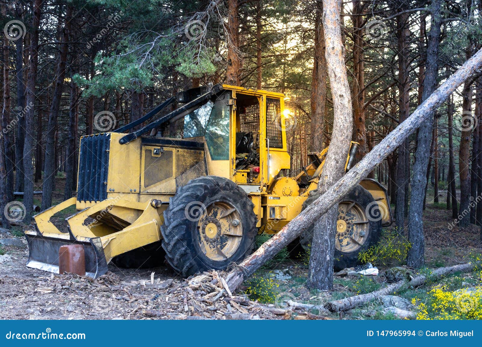 Bulldozer among the Trees of the Forest after Doing Forestry Work Stock ...
