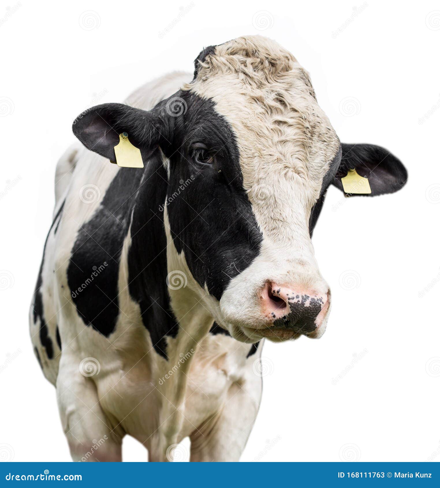 Bulle Auf Weißem Hintergrund Stockbild - Bild von stark, leuchte: 168111763