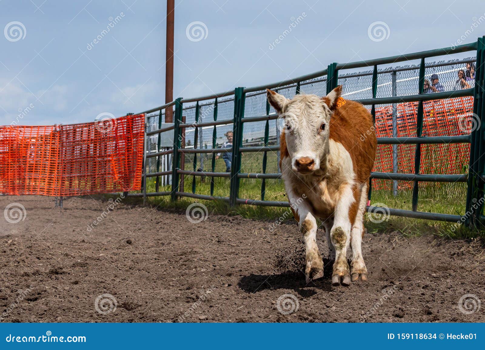 Bulle und Kuh im Betrieb stockfoto. Bild von säugetier - 159118634