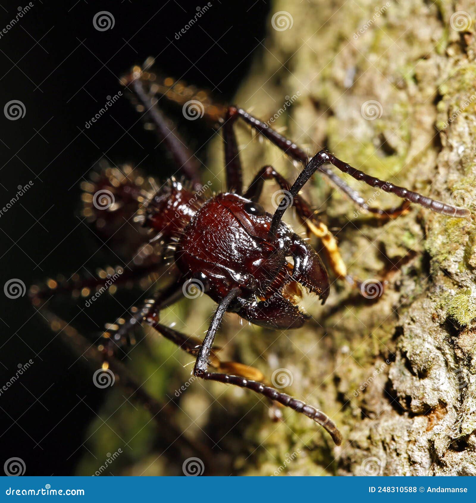 Bullet Ant stock photo. Image of close, paraponera, front - 248310588