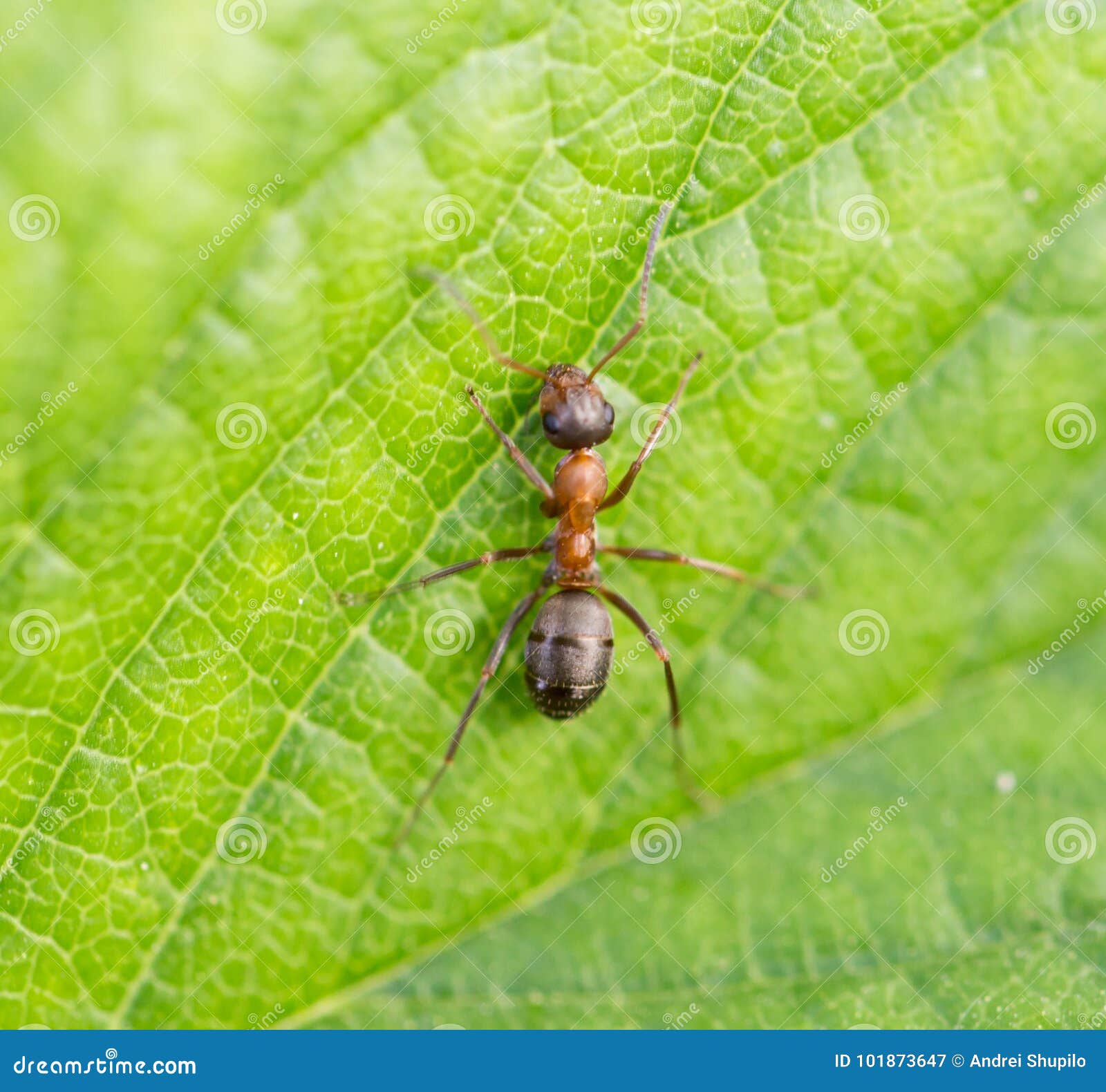 Bullet Ant in the Jungle of Amazonas River Stock Image - Image of leaf ...