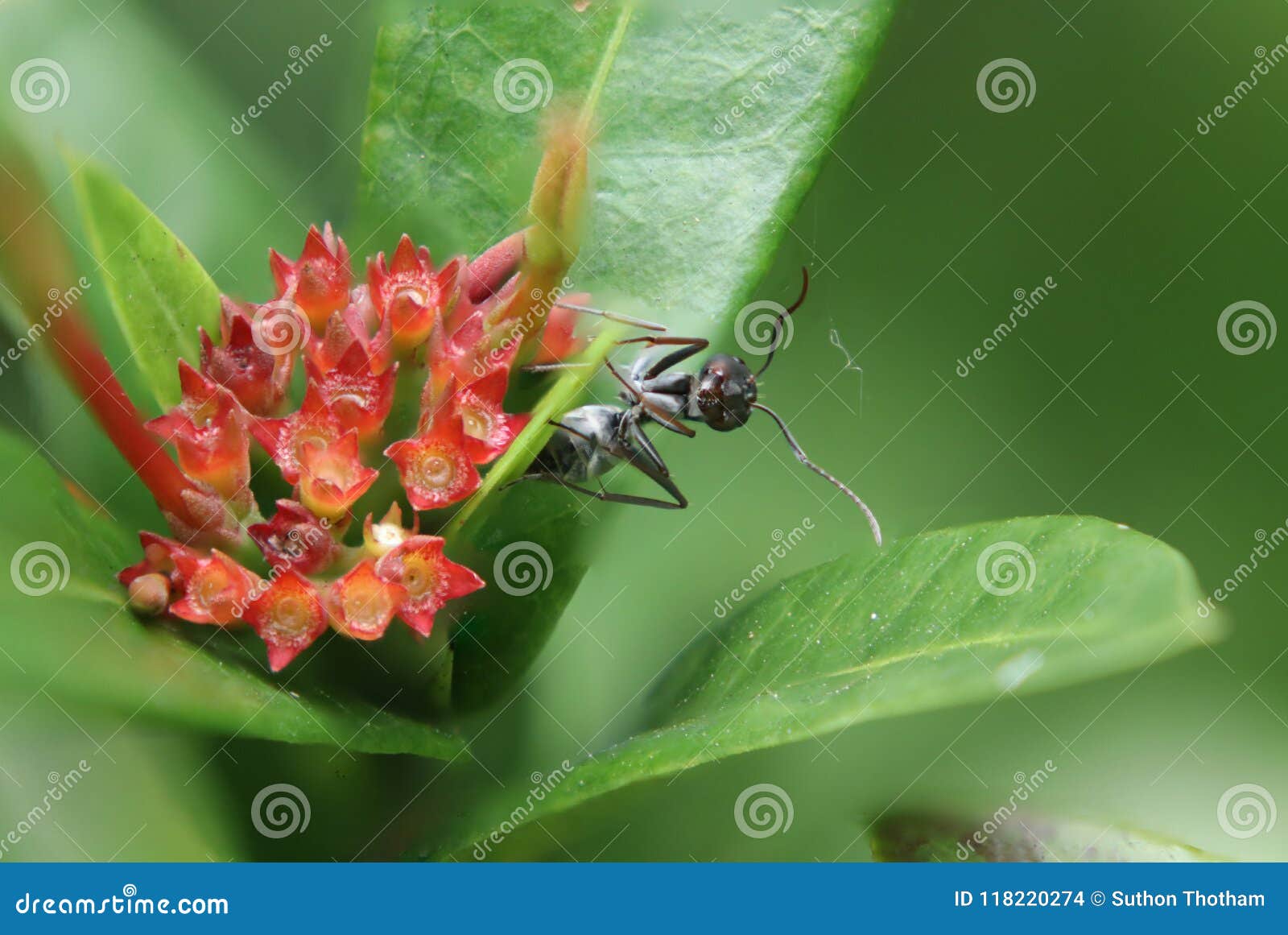 Bullet Ant, this Type of Ant is Famous for Having an Extremely Stock ...