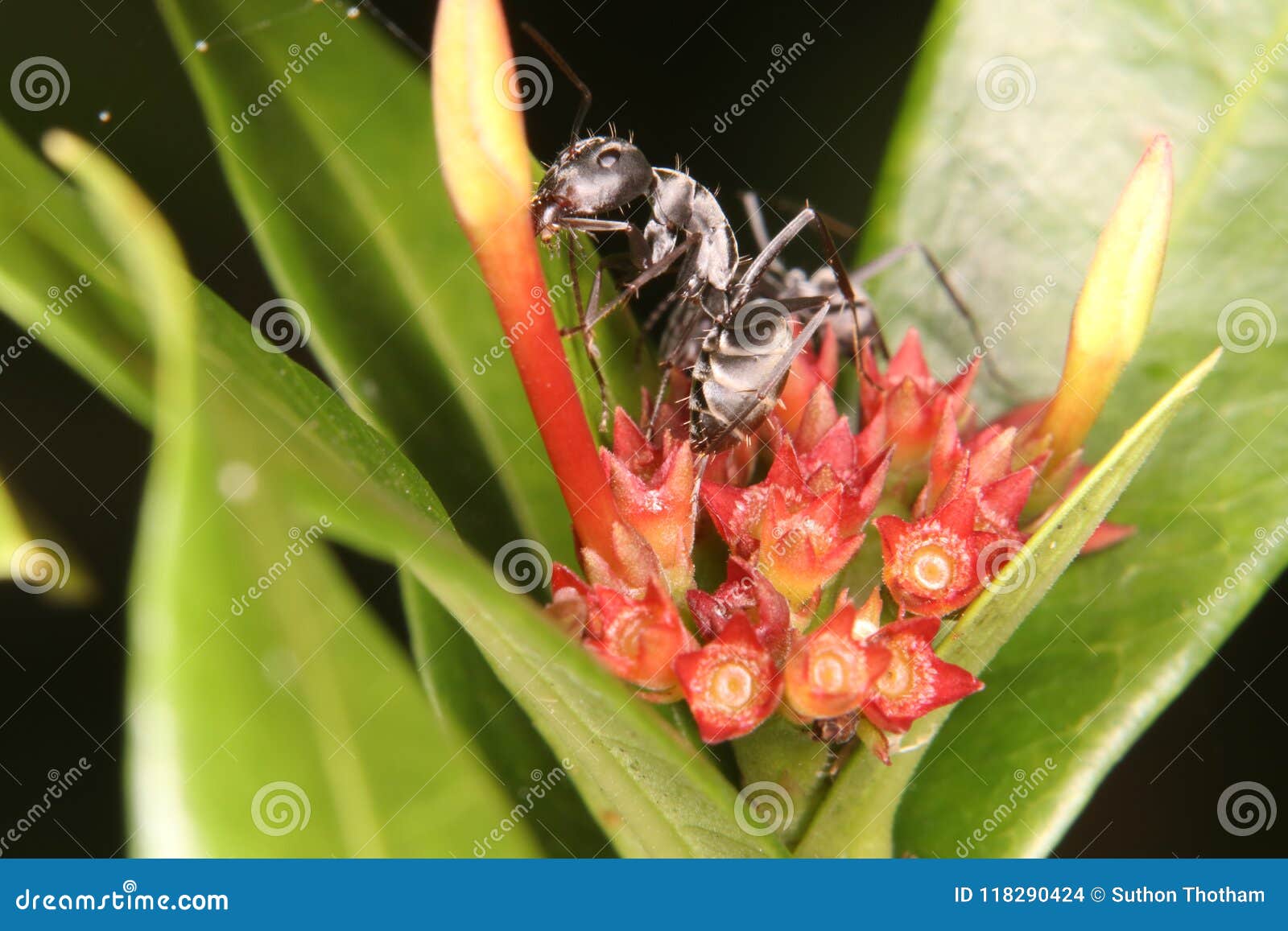 Bullet Ant, this Type of Ant is Famous for Having an Extremely Stock ...
