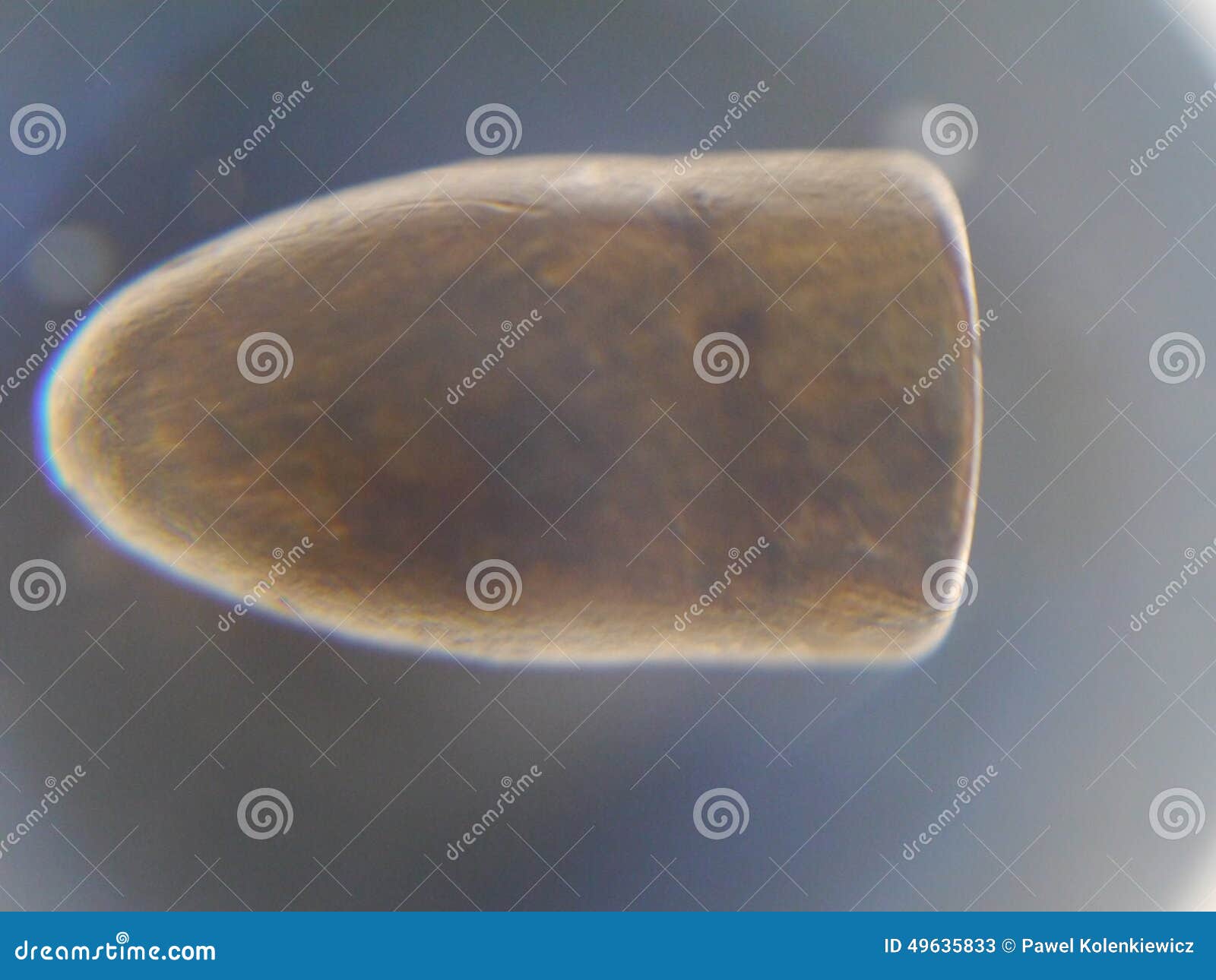 Bullet stock image. Image of background, bullet, wallpaper - 49635833