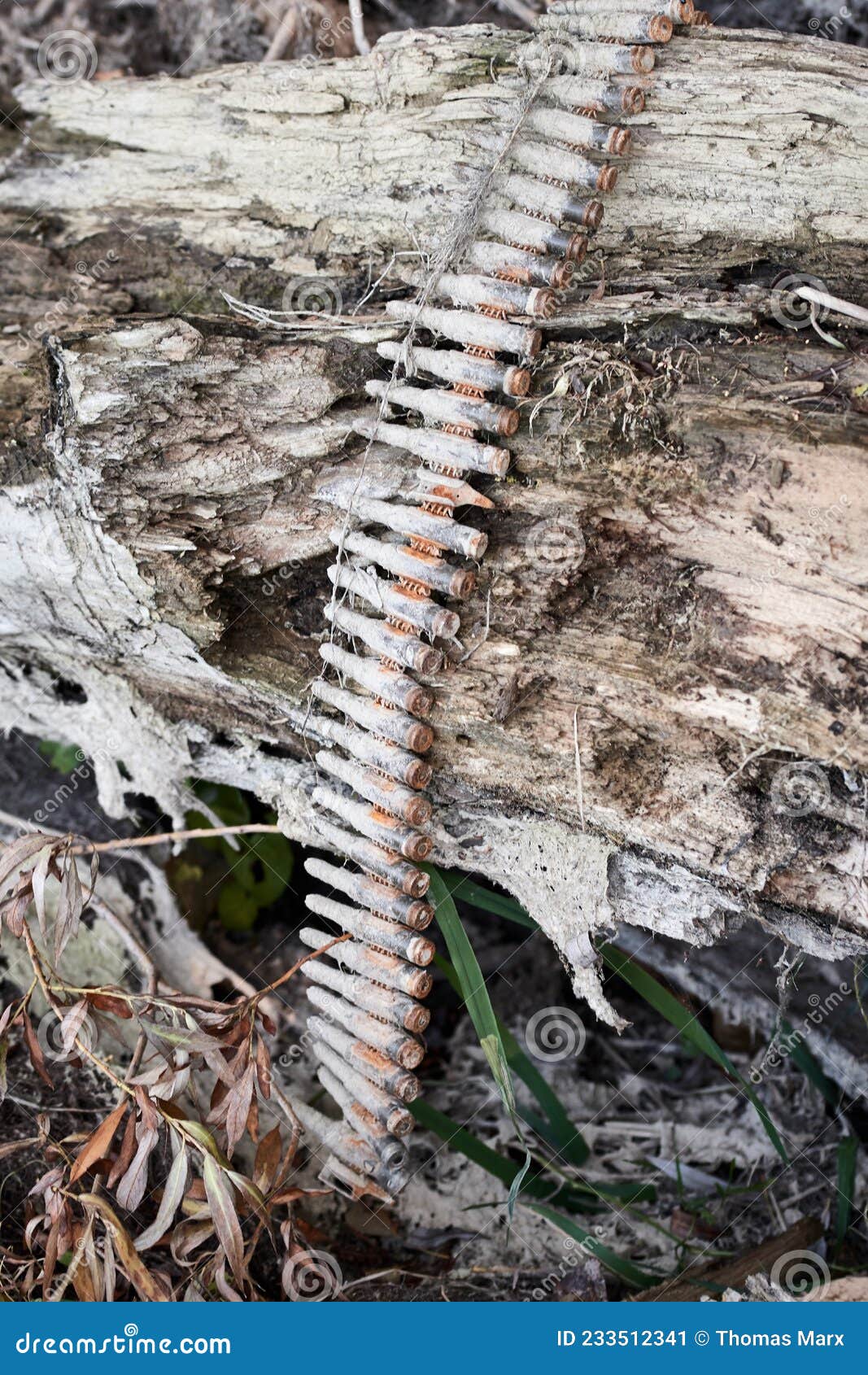 Bullet Belt with Machine Gun Ammo in the Forest Stock Image - Image of ...