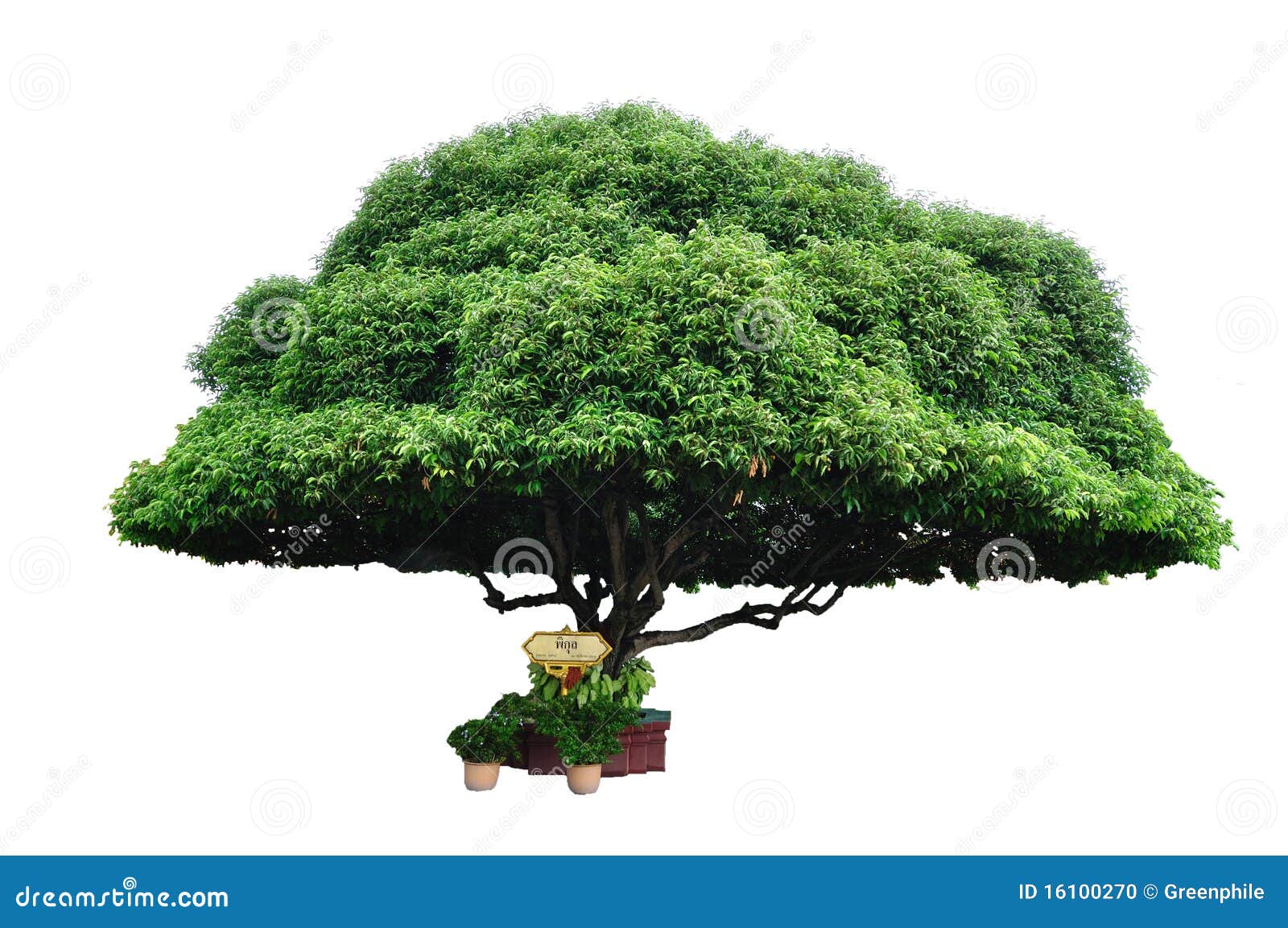 Bullet wood tree stock photo. Image of element, green - 16100270