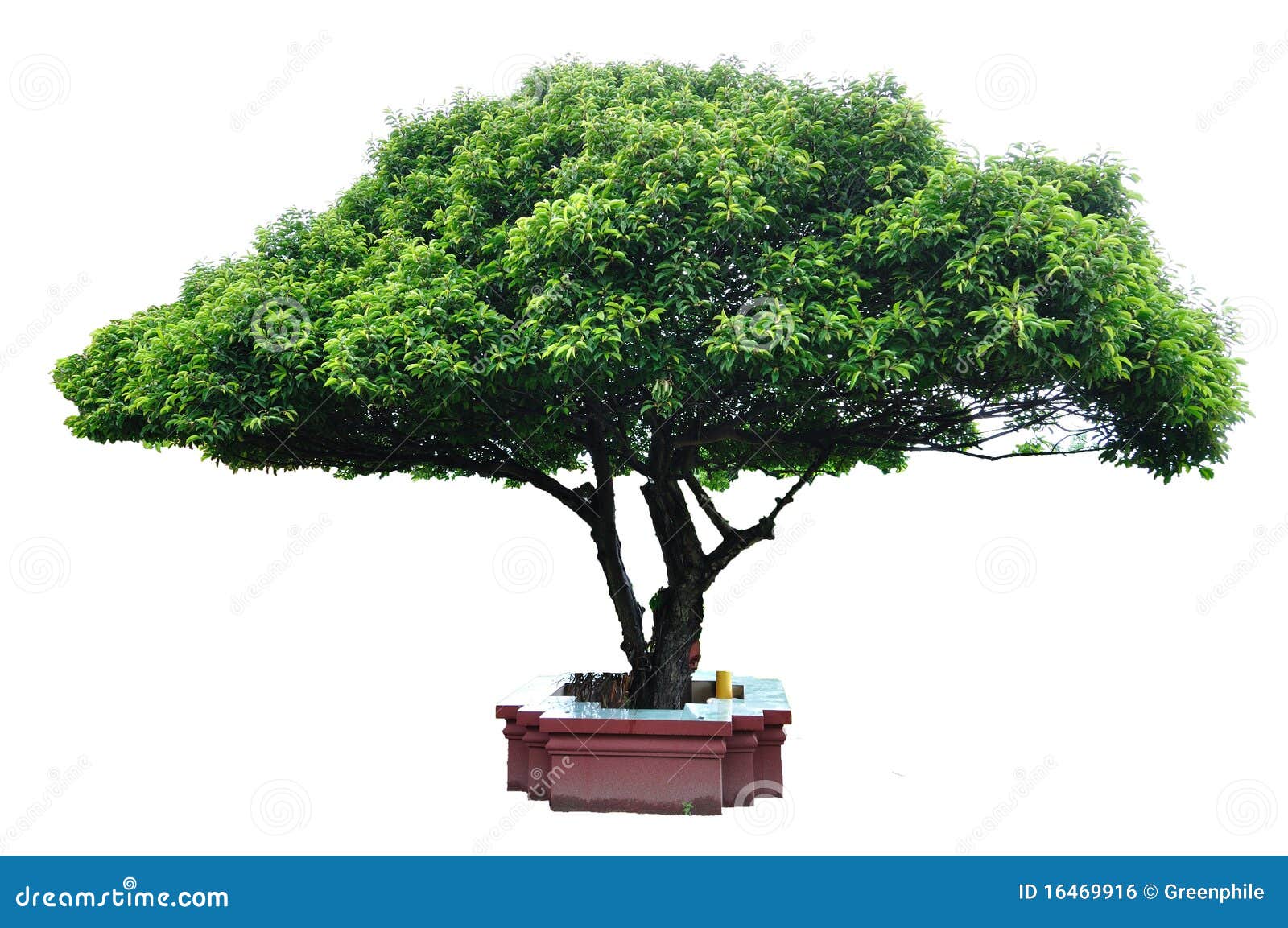 Bullet wood tree stock photo. Image of forest, season - 16469916