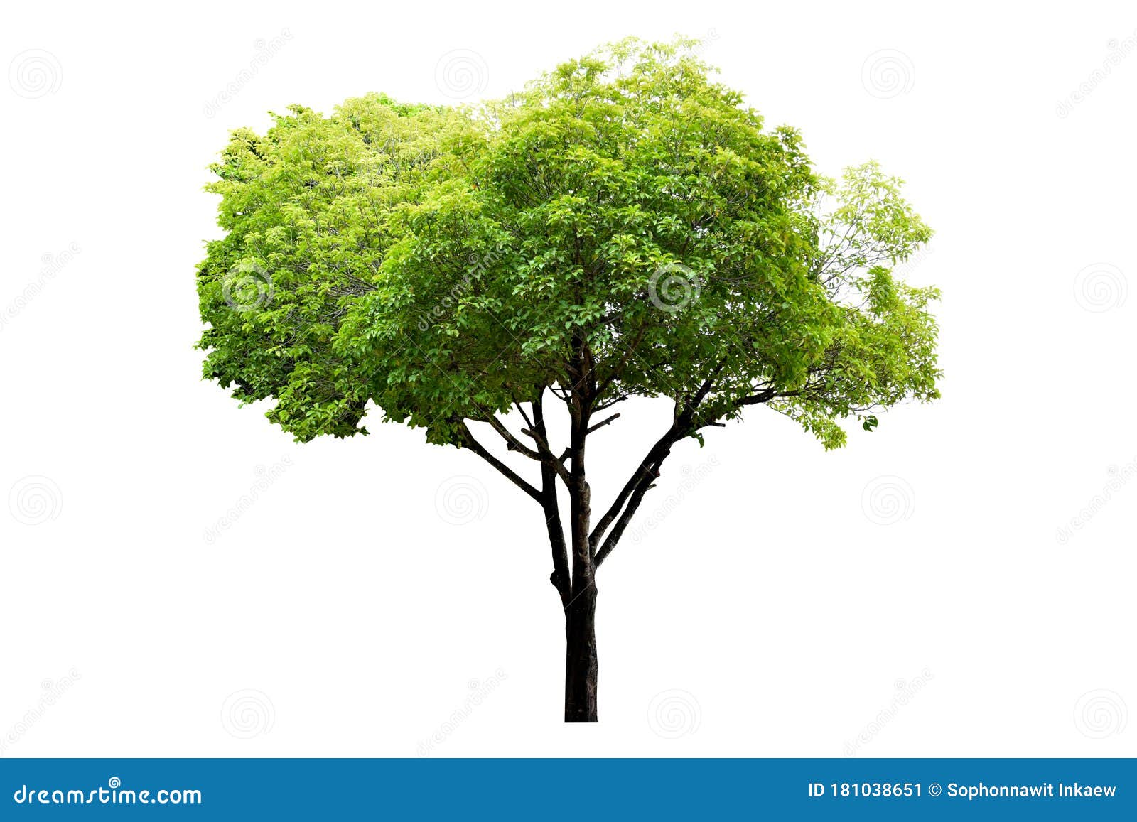 Bullet wood tree stock image. Image of fresh, tree, tropical - 181038651
