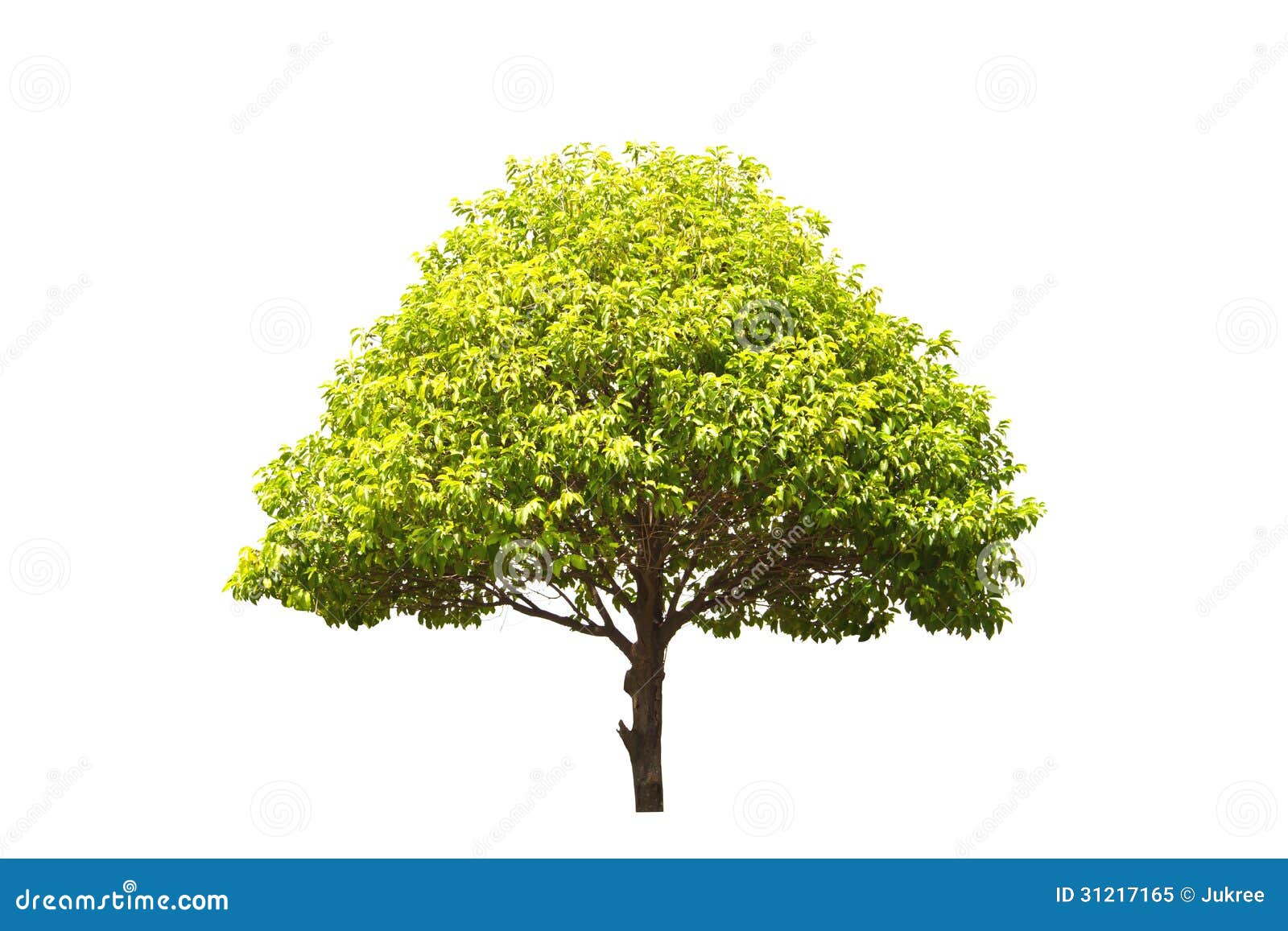 Bullet Wood Tree on White Background Stock Image - Image of large ...