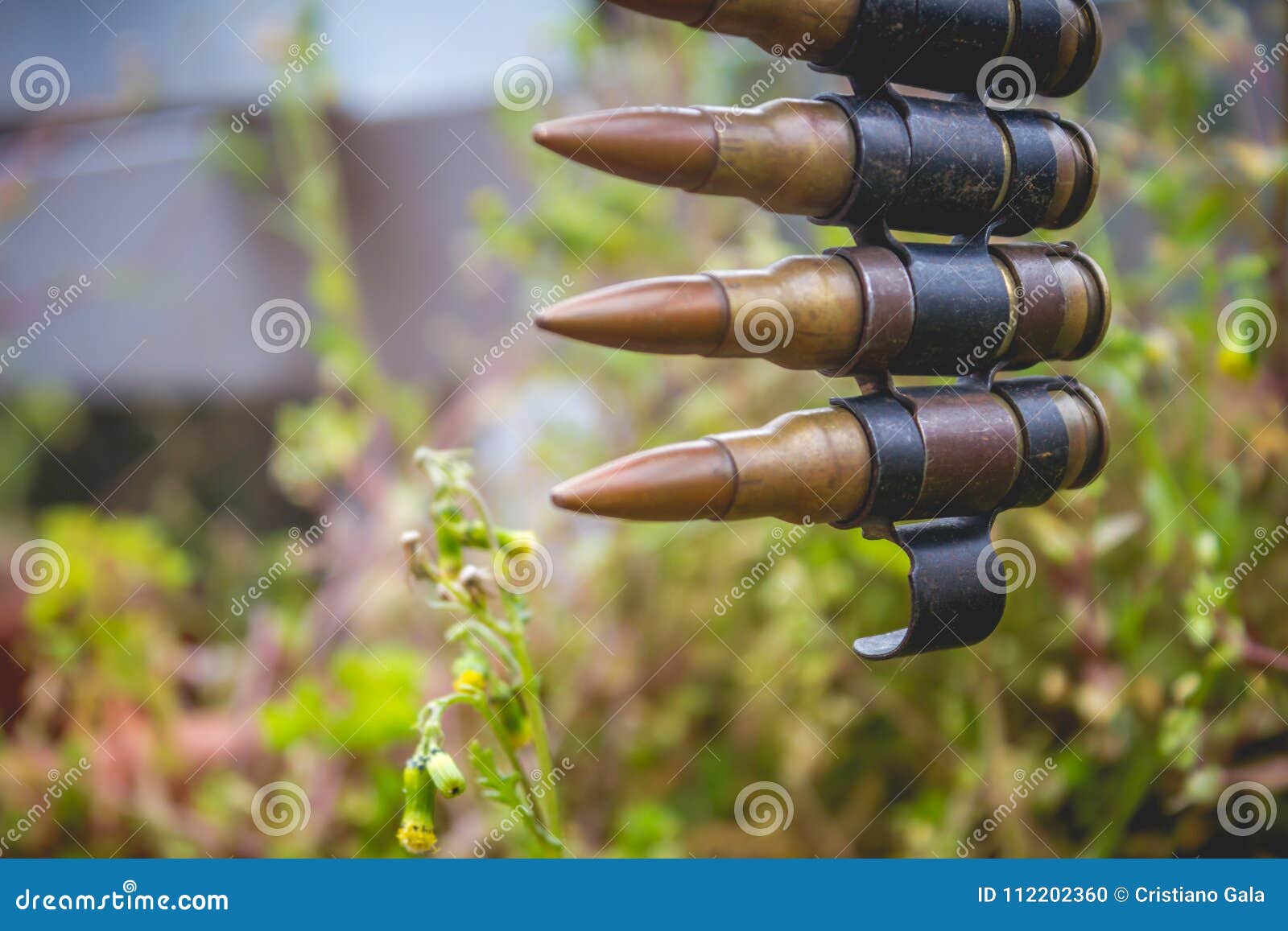 Bullets Belt with Plants stock photo. Image of bullet - 112202360