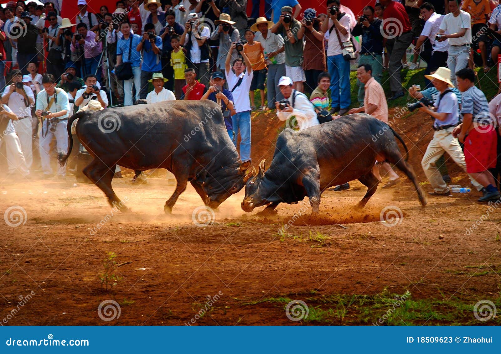 Bullfighting editorial stock photo. Image of entertainment - 18509623