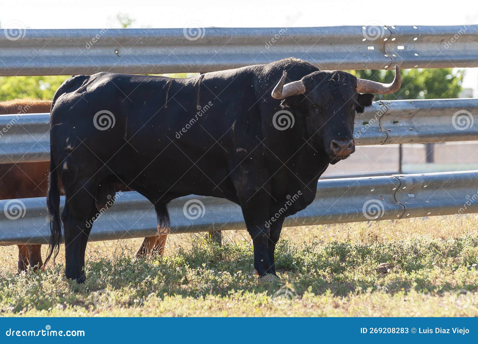 Bullfighting Bull S Eyes on the Fence Stock Image - Image of bravery ...