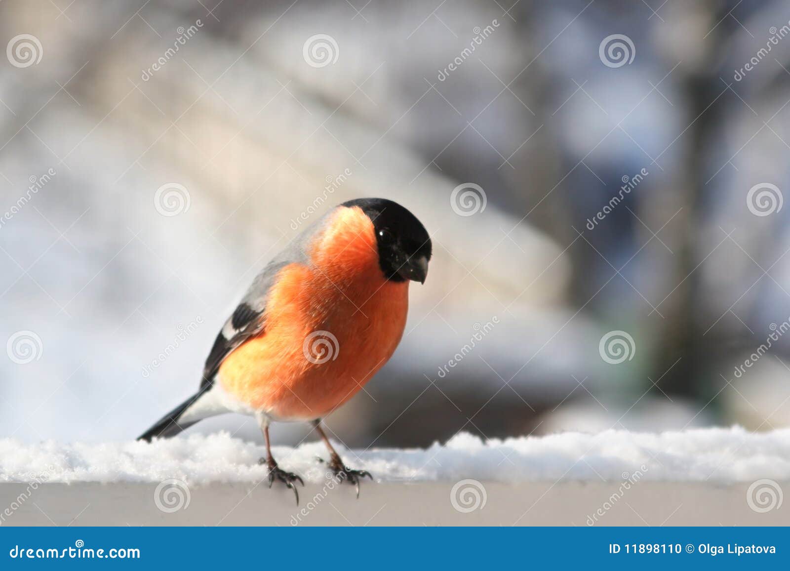 Bullfinch stock photo. Image of single, russia, feather - 11898110