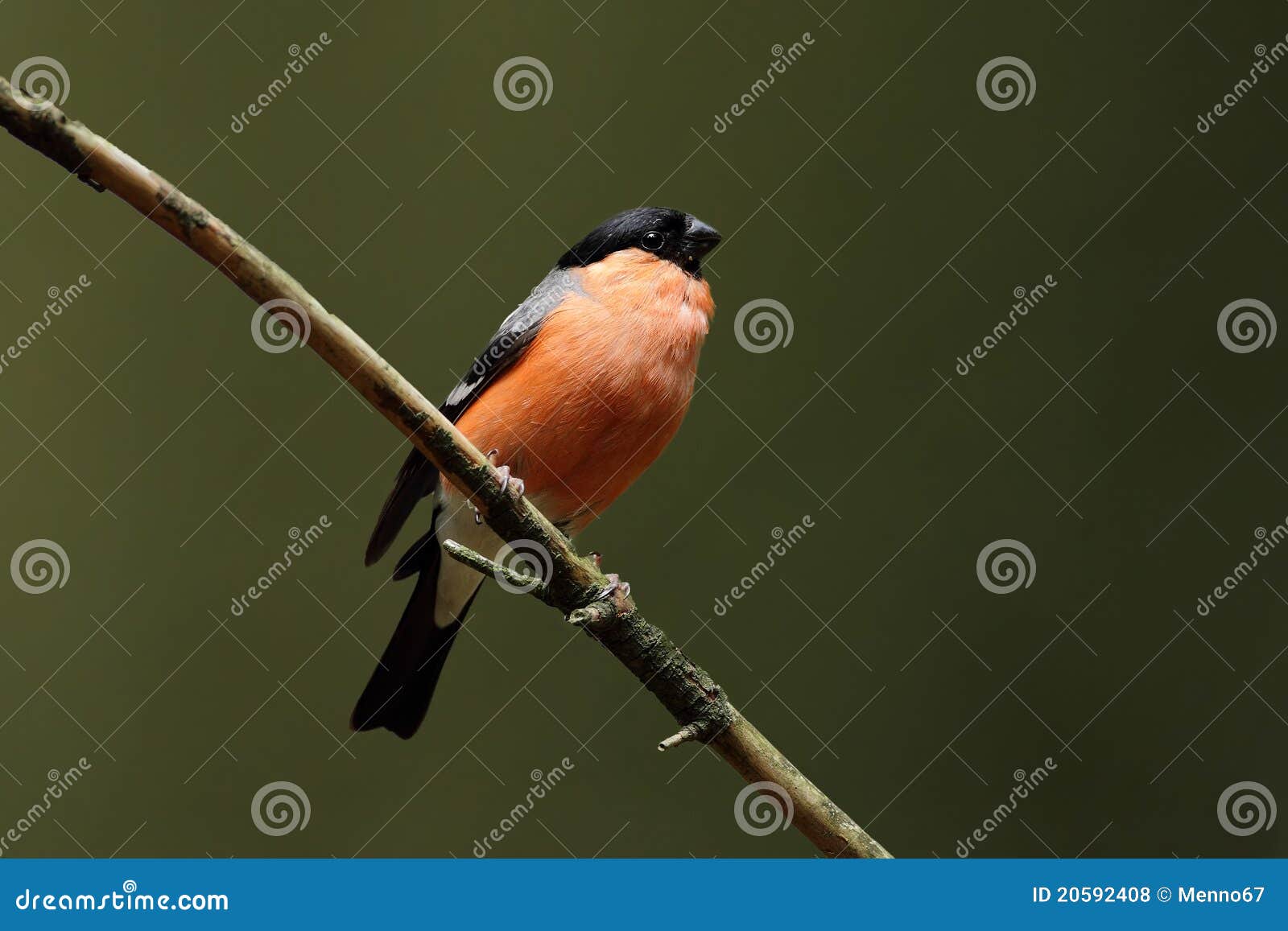 Bullfinch stock photo. Image of feather, bright, tree - 20592408