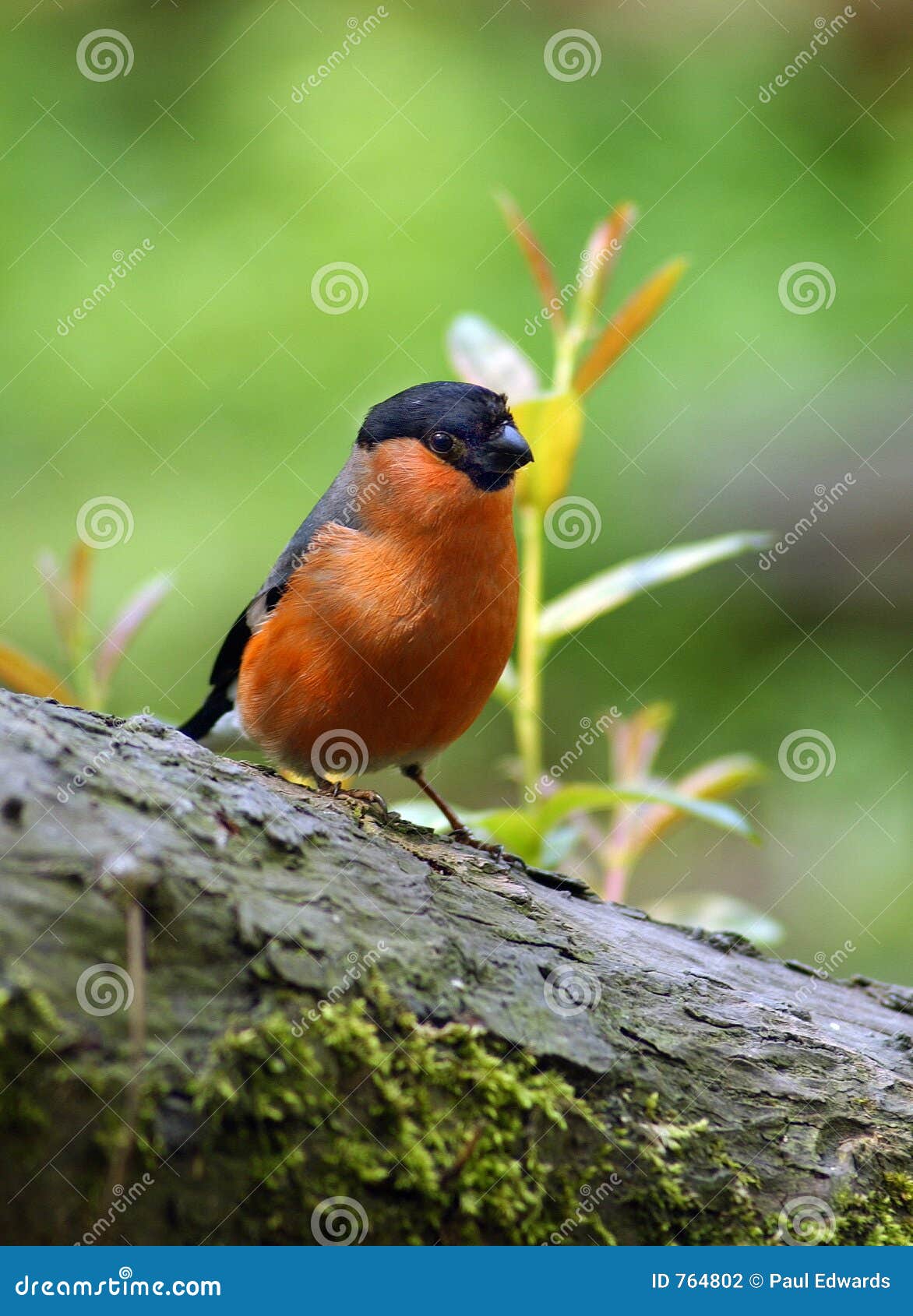 Bullfinch stock photo. Image of black, garden, eating, colourful - 764802