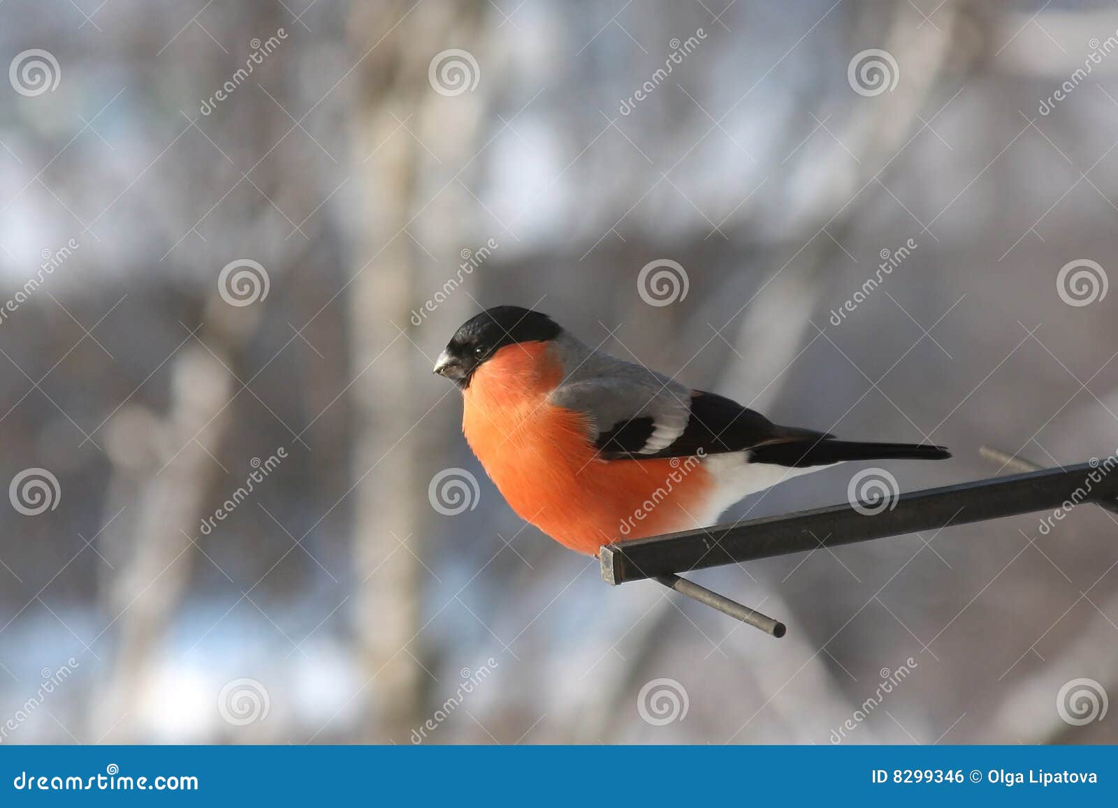 Bullfinch stock photo. Image of nature, park, feather - 8299346