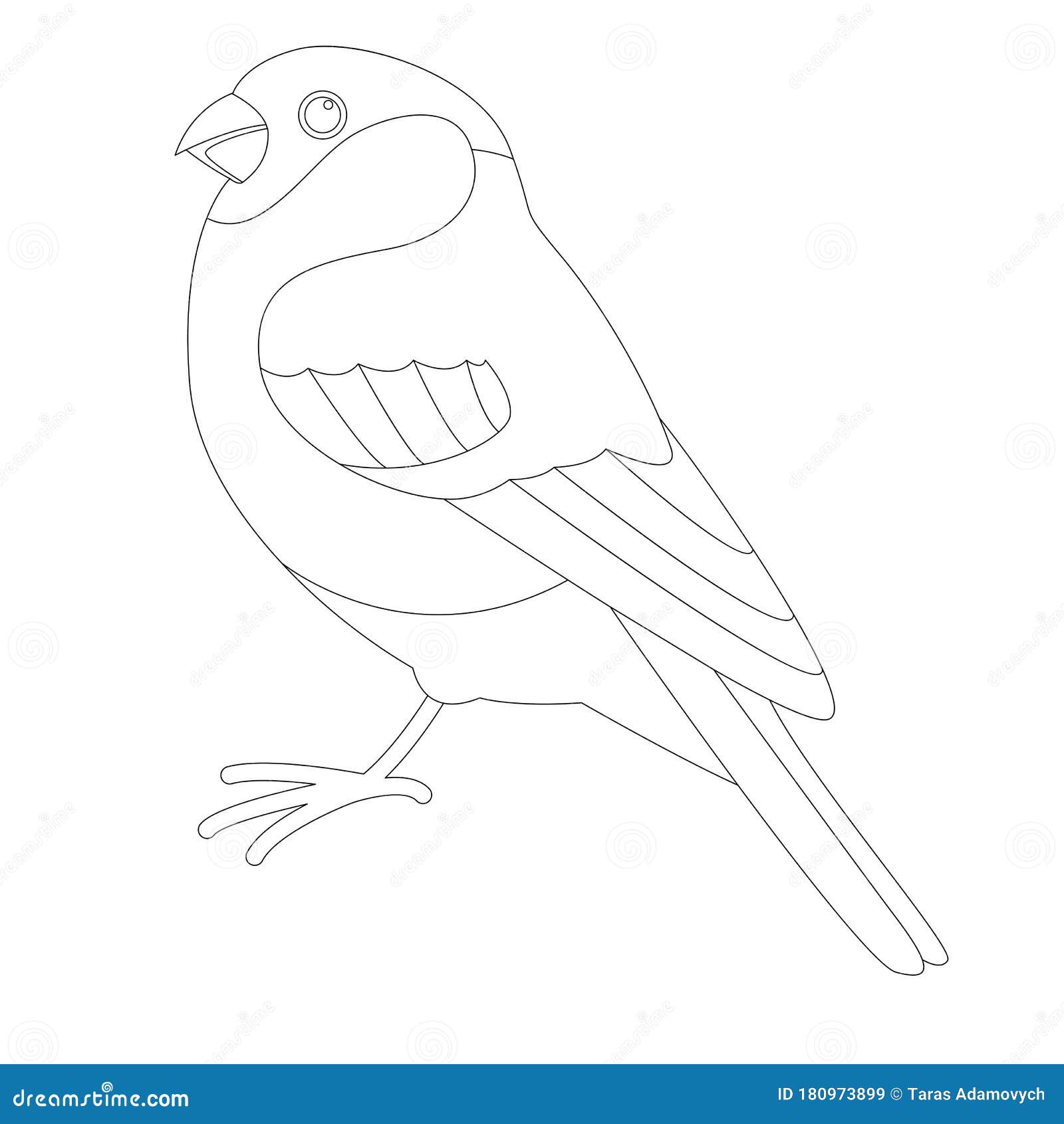 Bullfinch Bird, Vector Illustration, Lining Draw Stock Vector ...