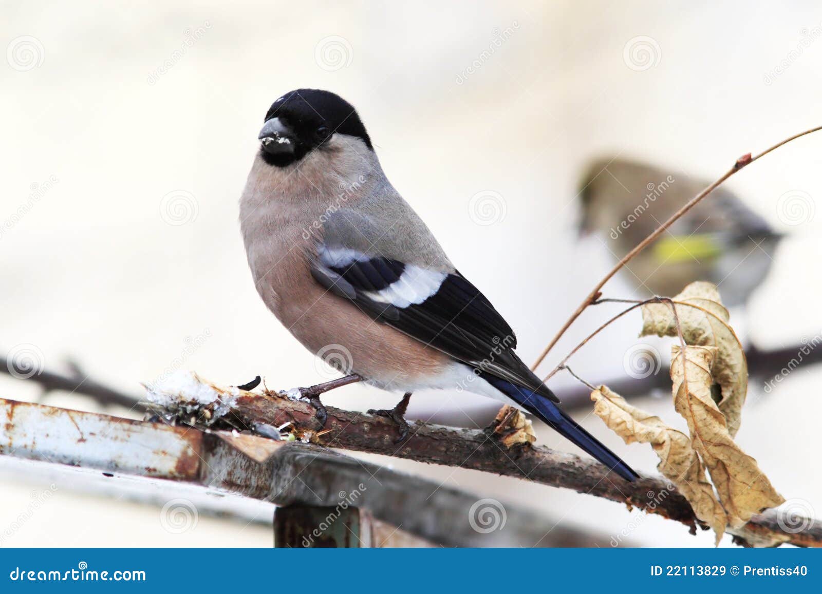 Bullfinch female stock image. Image of glance, female - 22113829