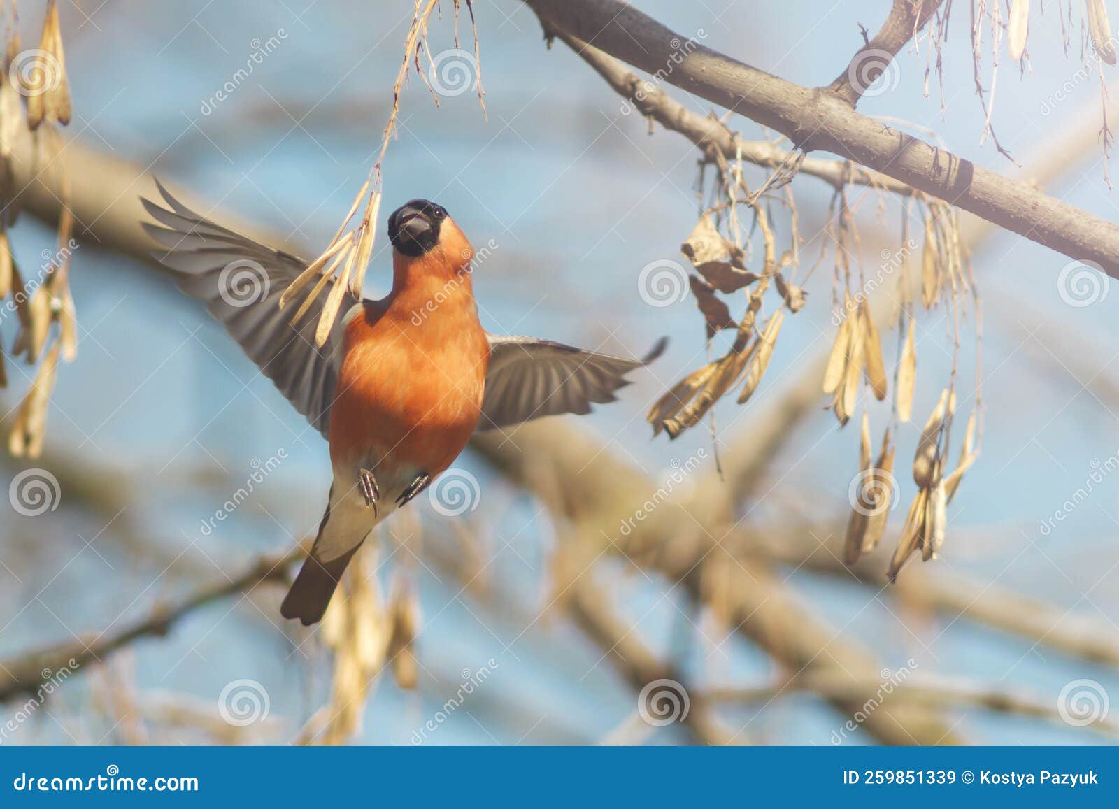Bullfinch in Flight Pluck Ash Seeds Stock Image - Image of beautiful ...