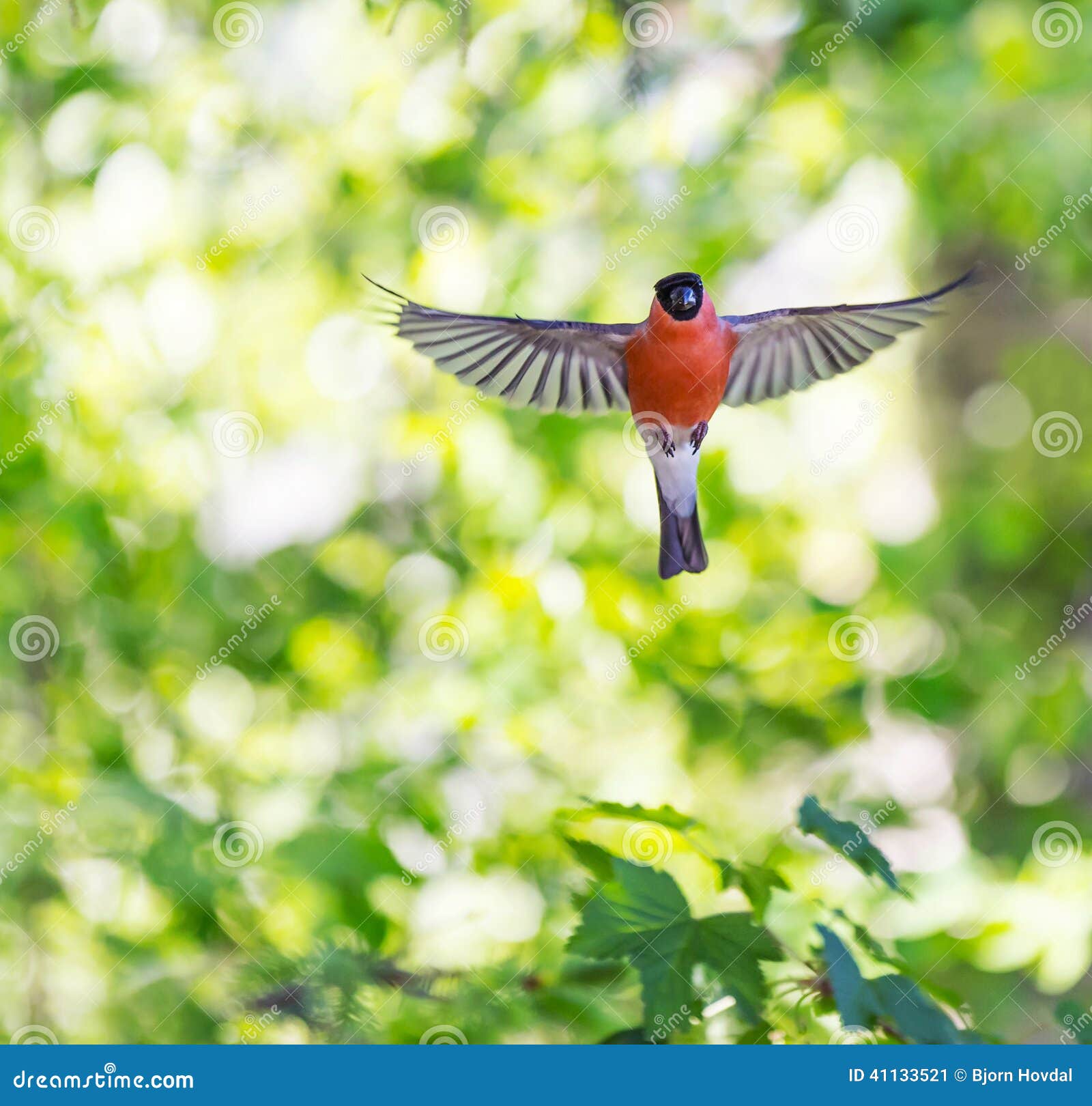 Bullfinch stock image. Image of wildlife, flying, norway - 41133521